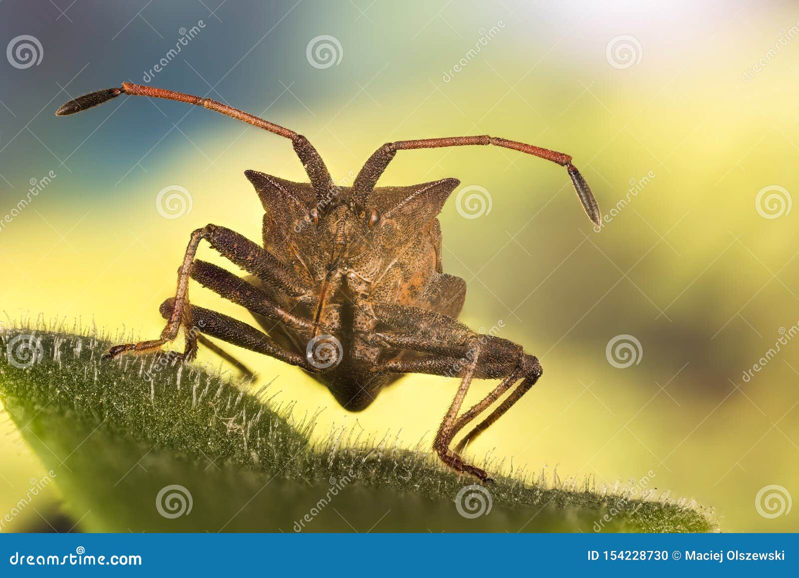 Forest Shieldbug, Shieldbug De Patas Encarnadas, Forest Bug, Rufipes De ...