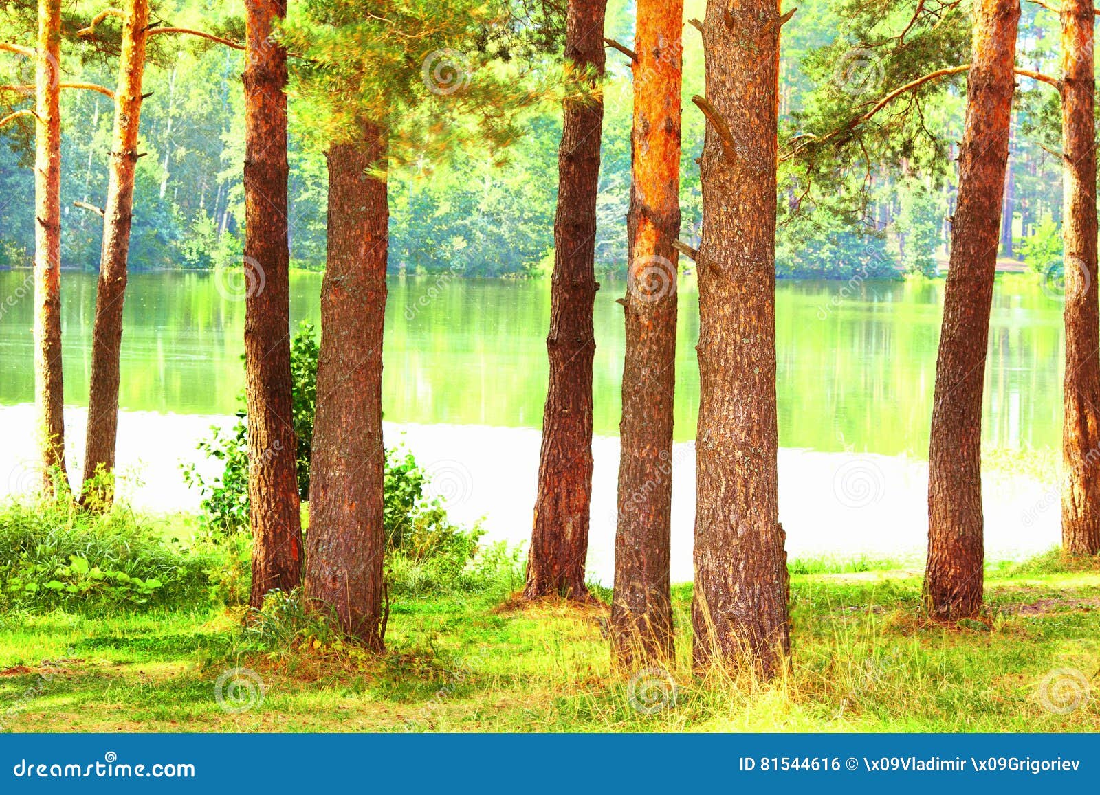 Forest on the Shore of Lake Stock Photo - Image of vitality, lush: 81544616