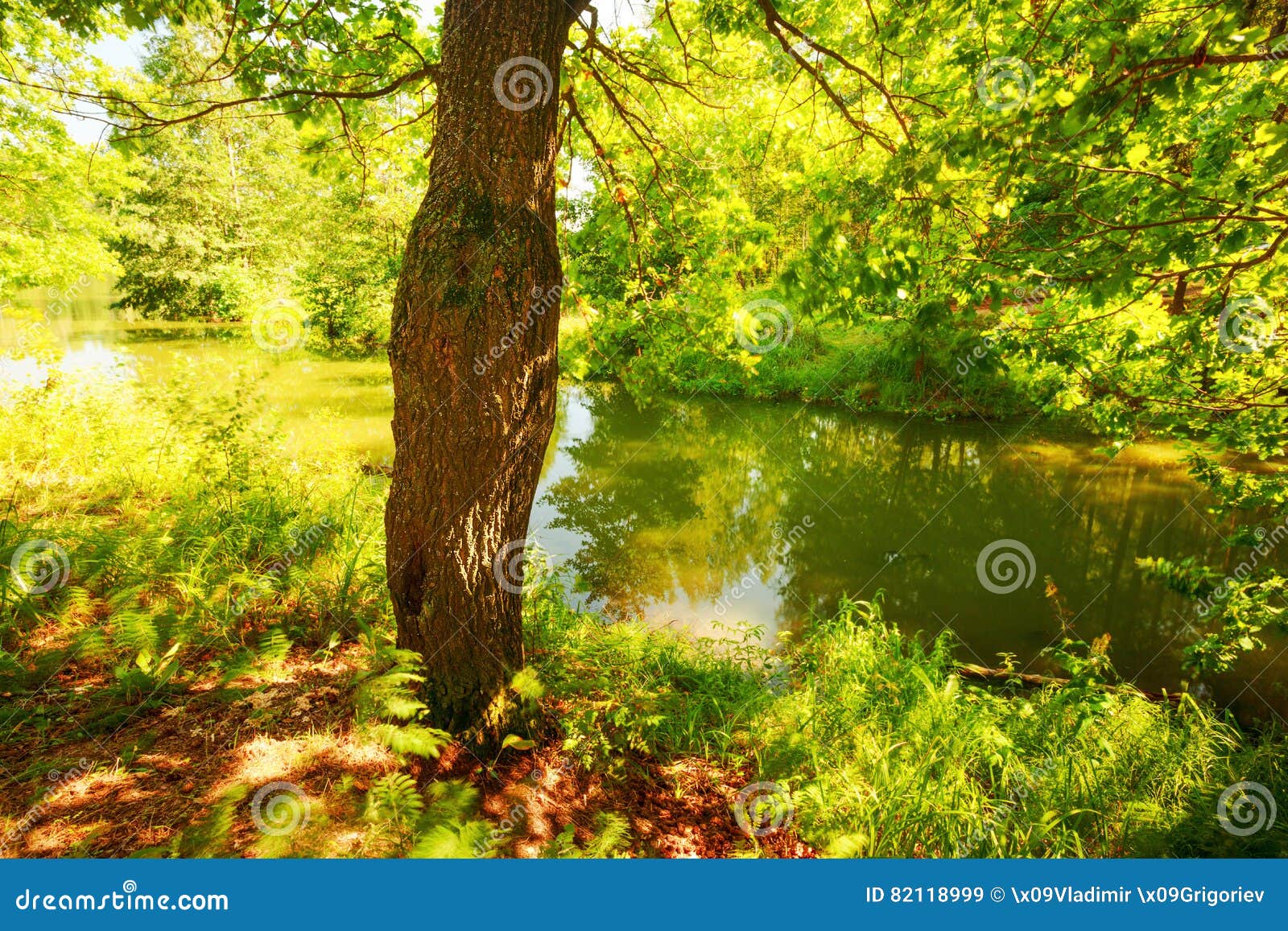 Forest on the Shore of Lake Stock Image - Image of deciduous, foliage ...