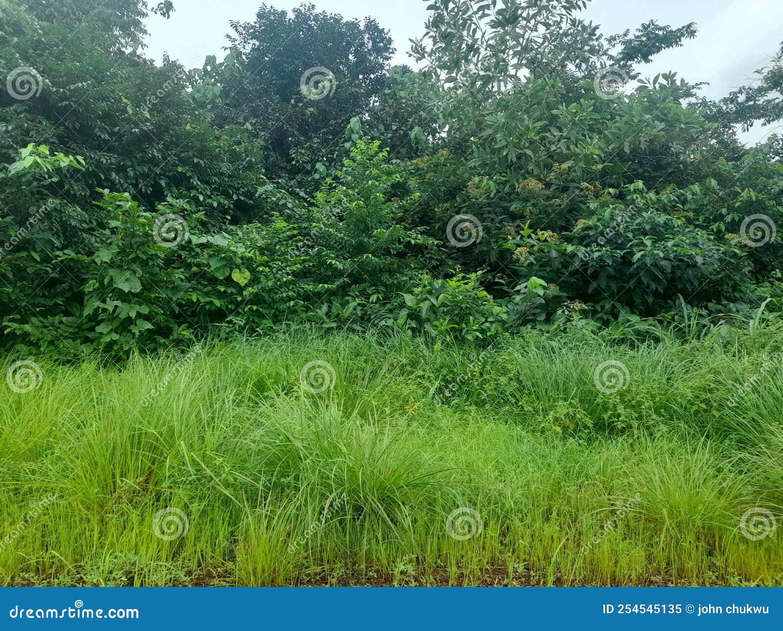 Forest shot photographs stock image. Image of forest - 254545135