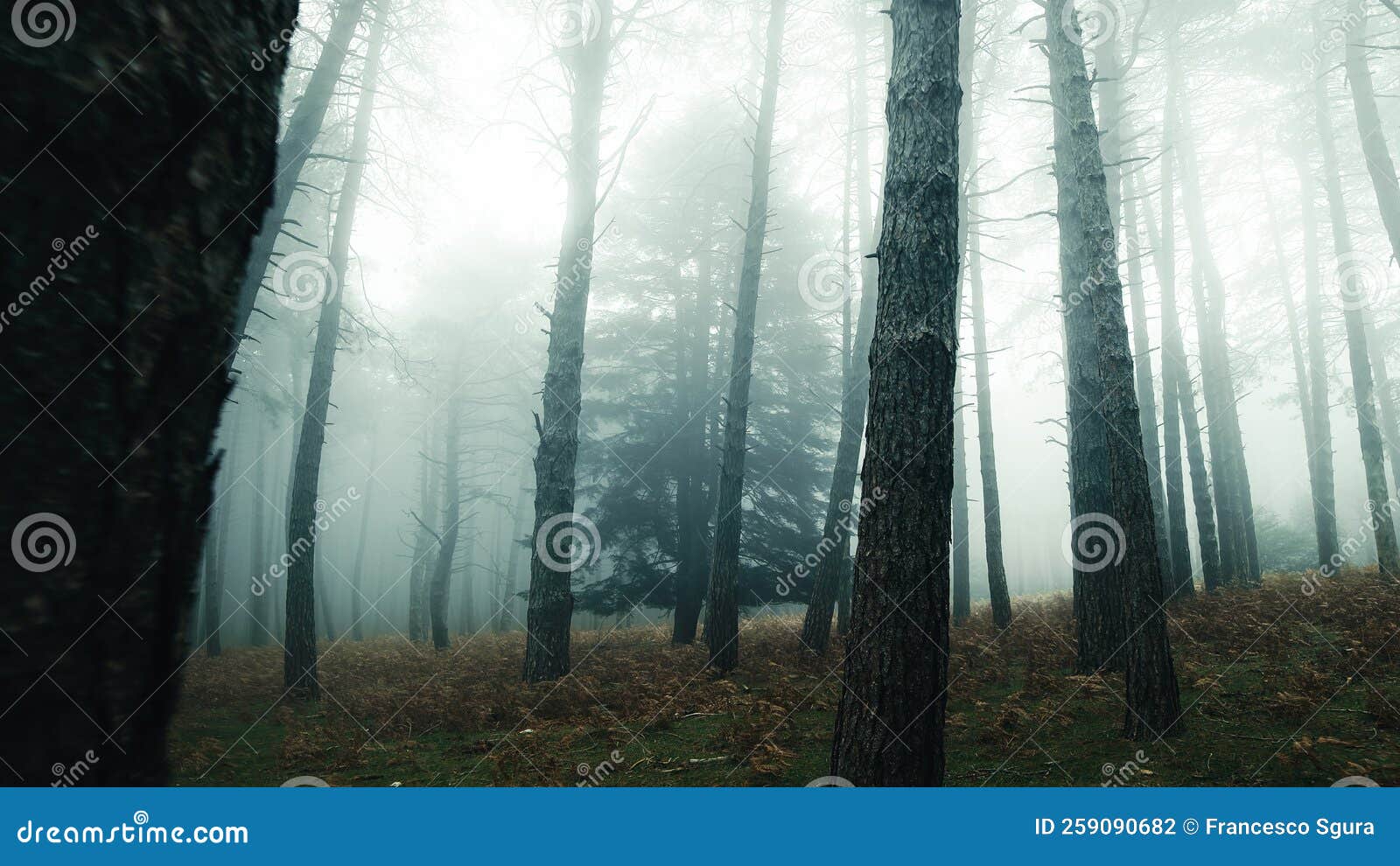 Forest Shrouded in Autumn Fog Stock Photo - Image of foliage, tree ...