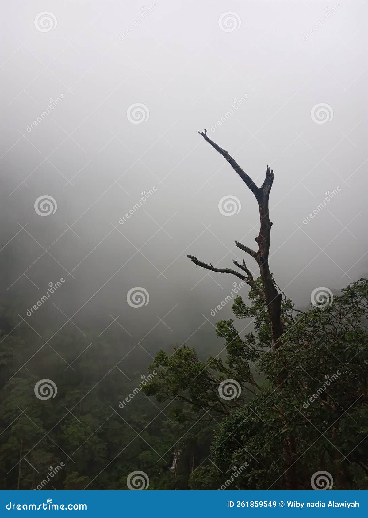 Forest Shrouded in Mist, really Beautiful Stock Image - Image of branch ...