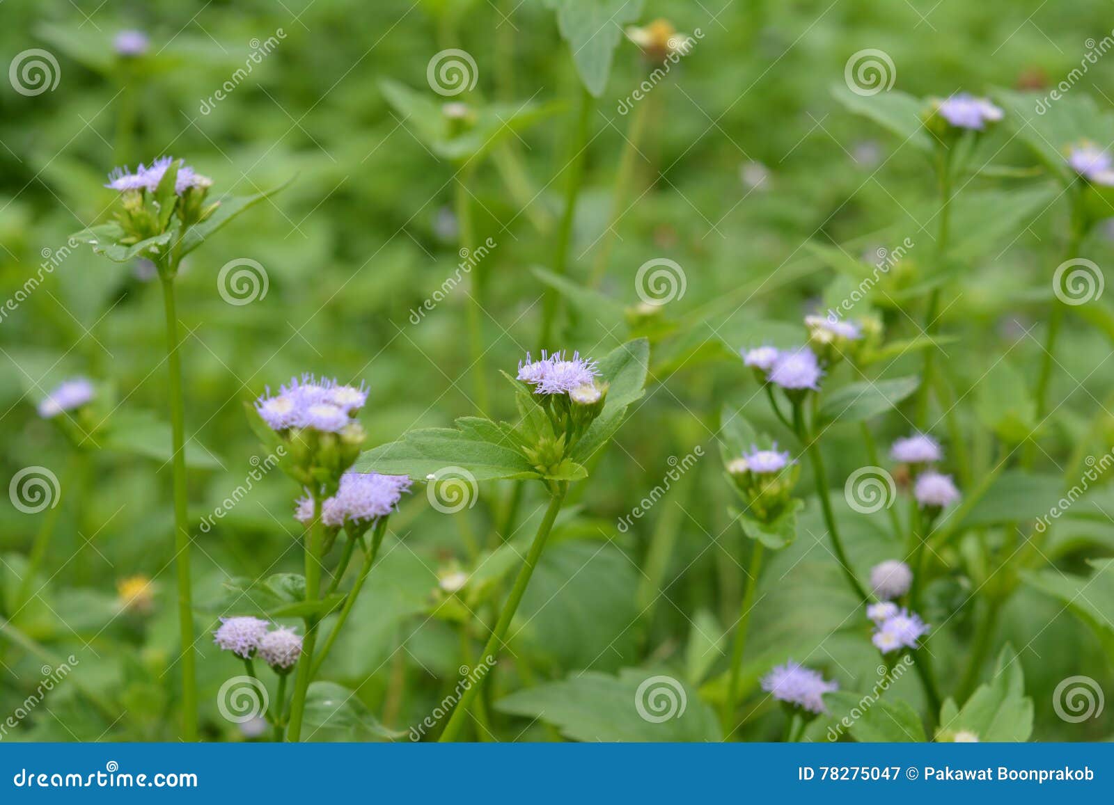 Forest Shrub with Naturally Beautiful Flowers Stock Image - Image of ...