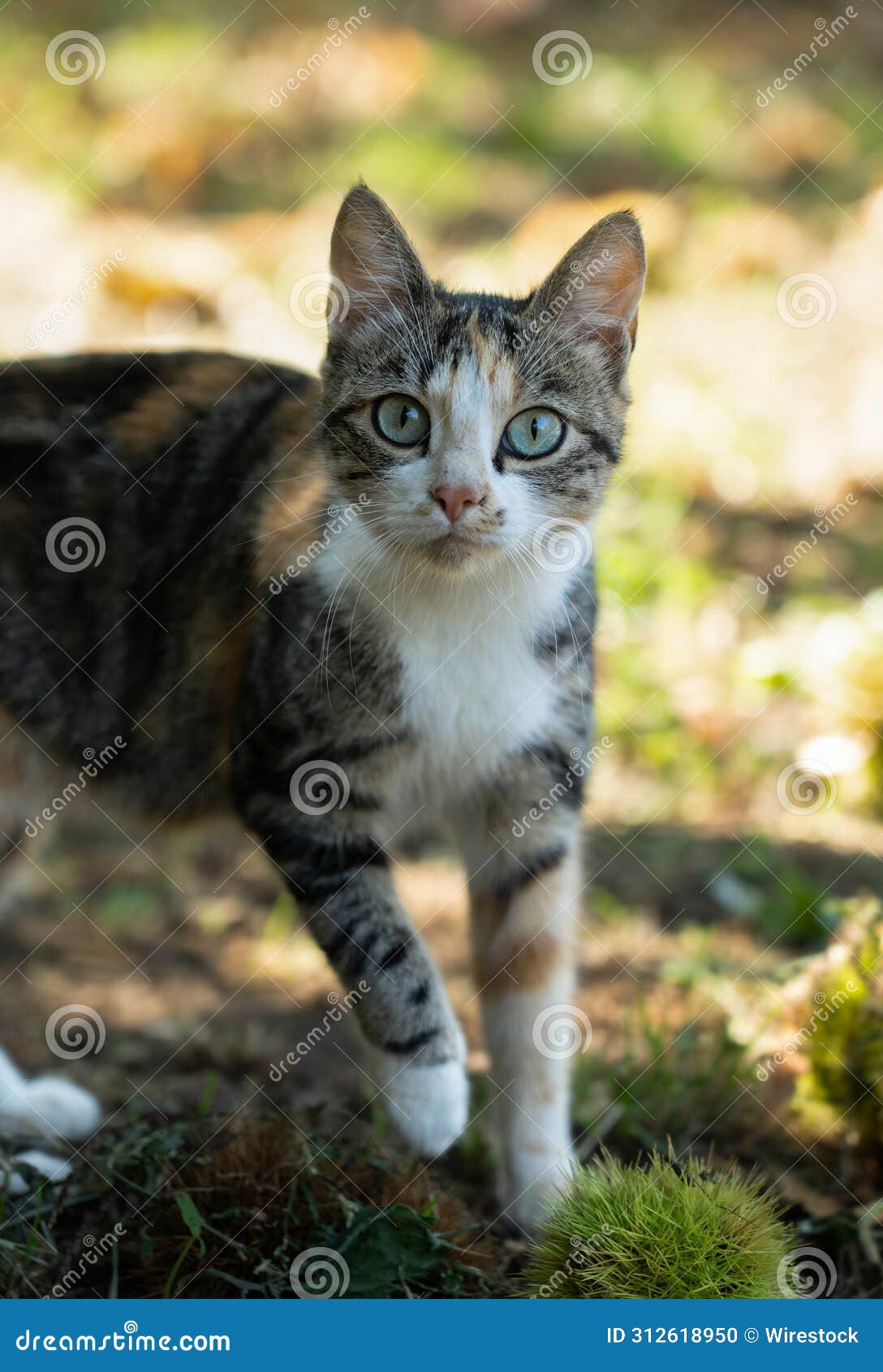 In the Forest a Shy Beautiful Cat with Two Blue Eys Look at the Camera ...