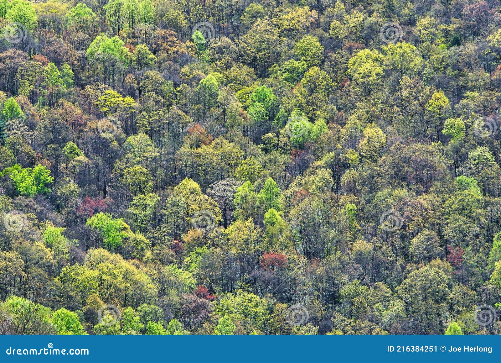 A Forest on the Side of a Mountain Taken from a Distance. Stock Image ...