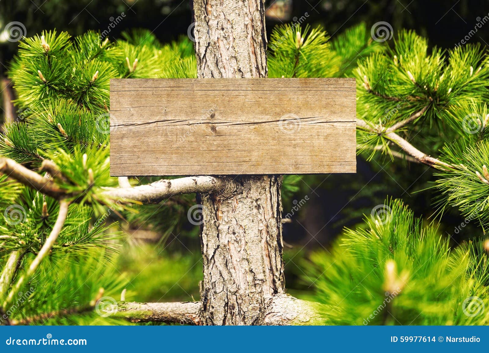 Forest sign. stock photo. Image of bright, navigation - 59977614
