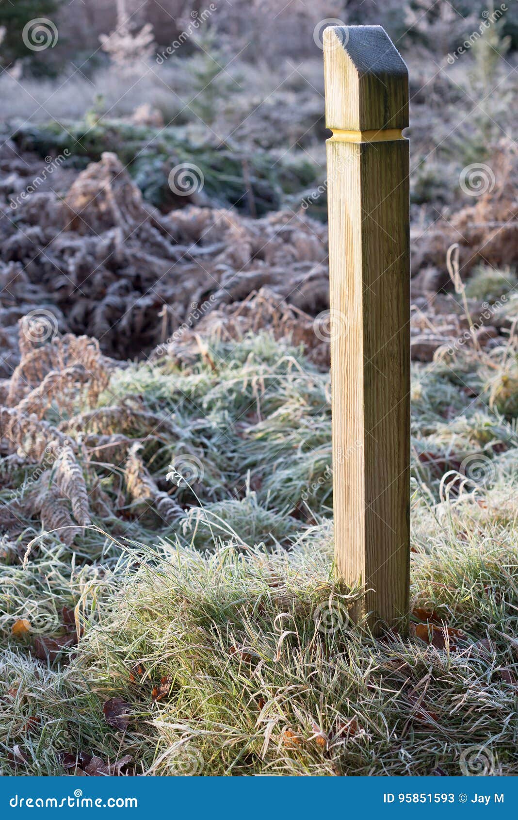 Forest sign post stock image. Image of sign, walk, cold - 95851593