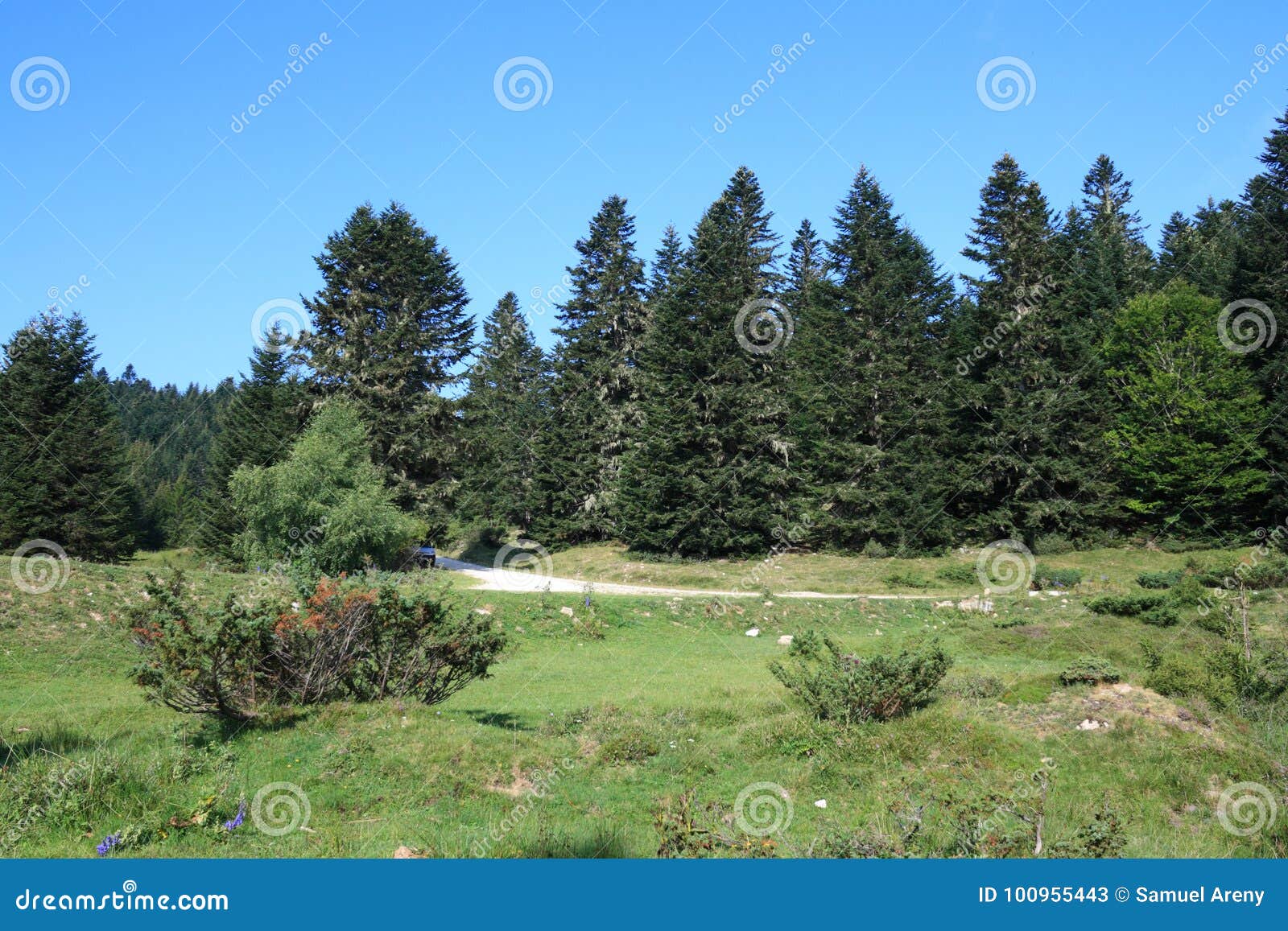 Forest of Silver Fir Tree in Pyrenees Stock Image - Image of pyrenees ...
