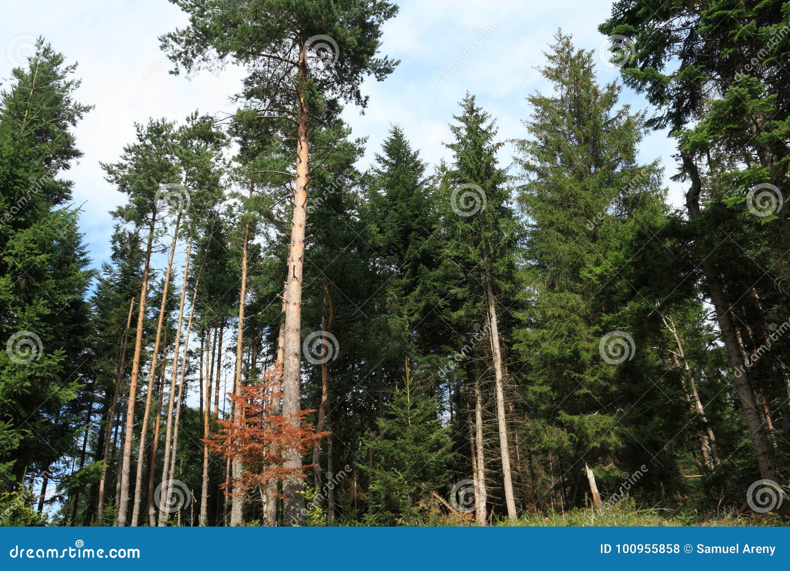 Forest of Silver Fir Tree in Pyrenees Stock Photo - Image of forester ...