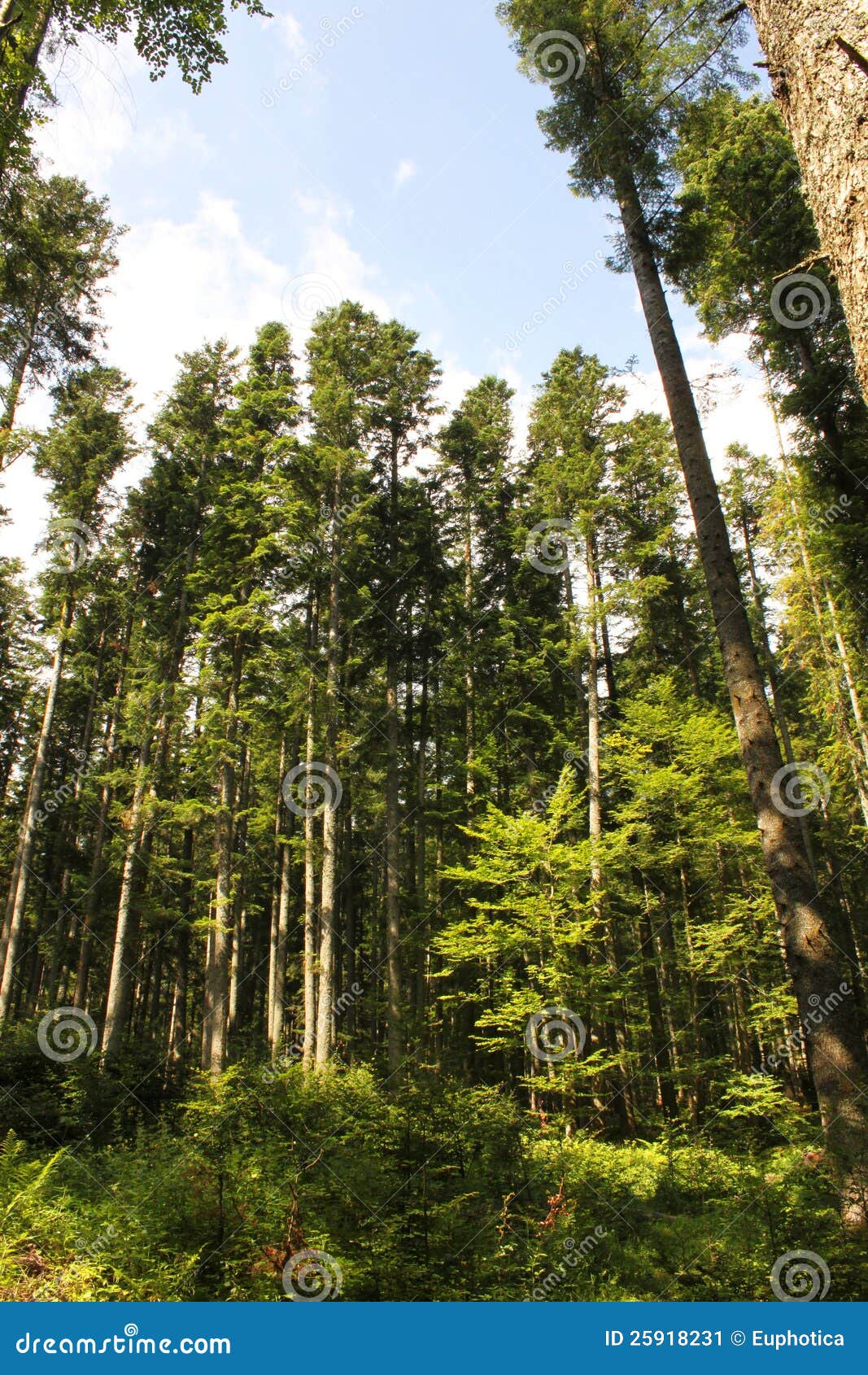 Forest and sky stock image. Image of branches, moss, lumber - 25918231