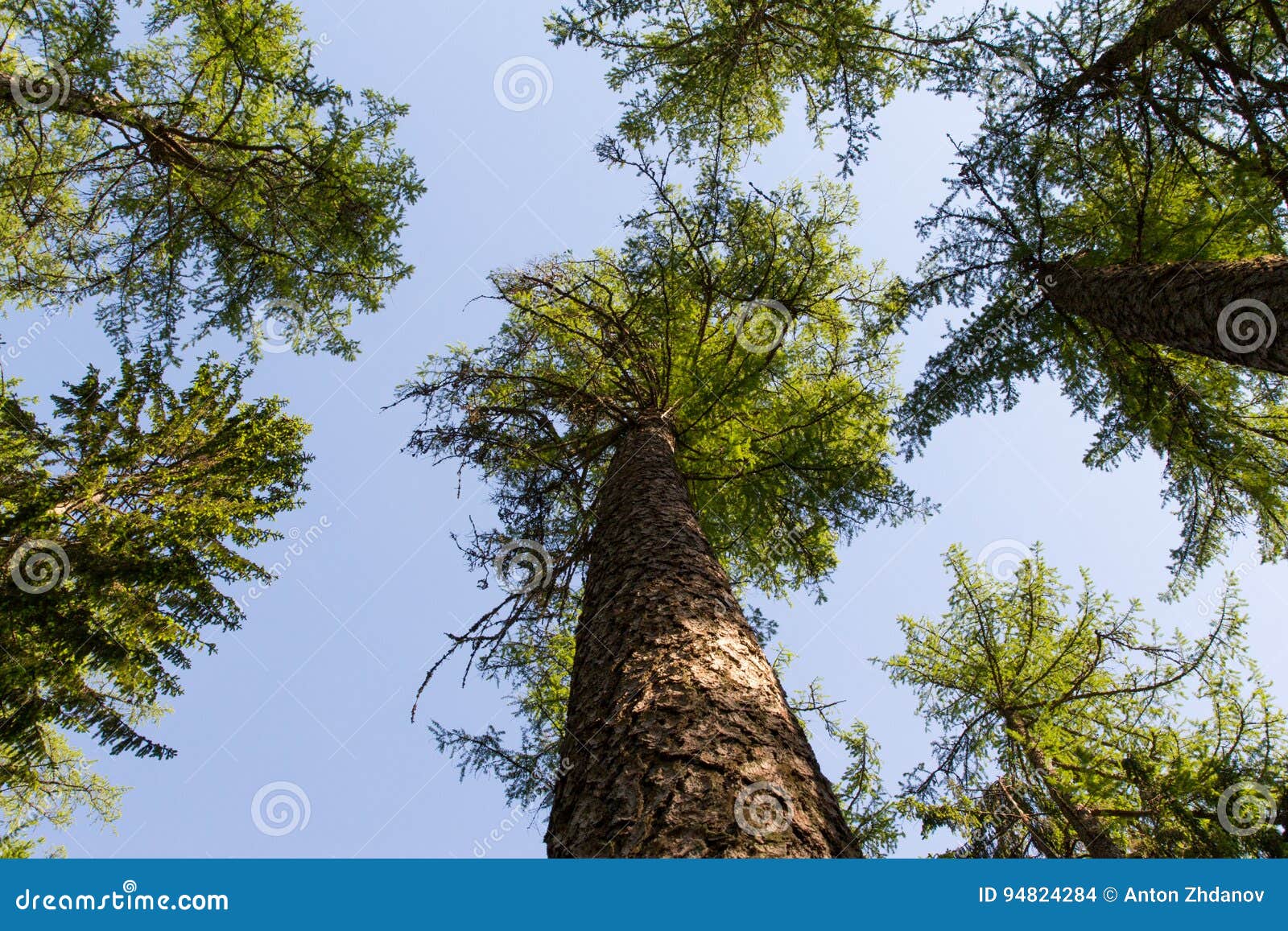 Forest sky stock photo. Image of purity, park, leaves - 94824284