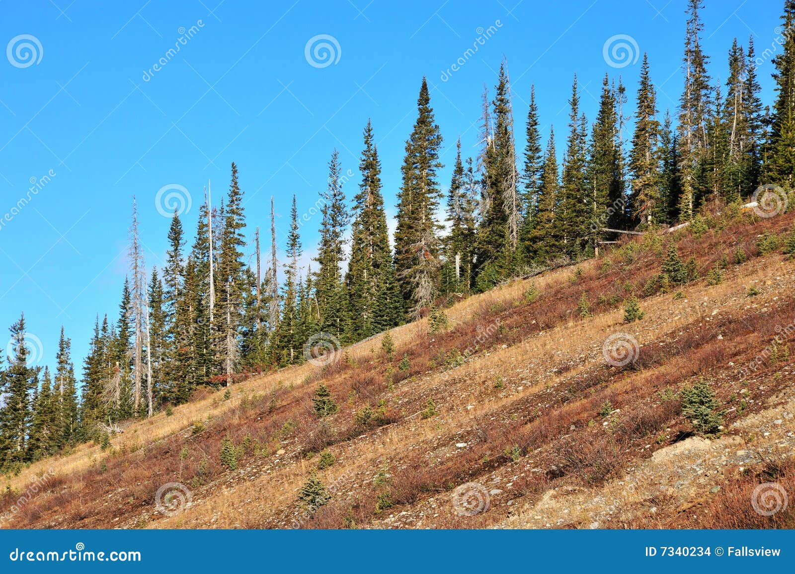 Forest on slope stock photo. Image of environment, forest - 7340234