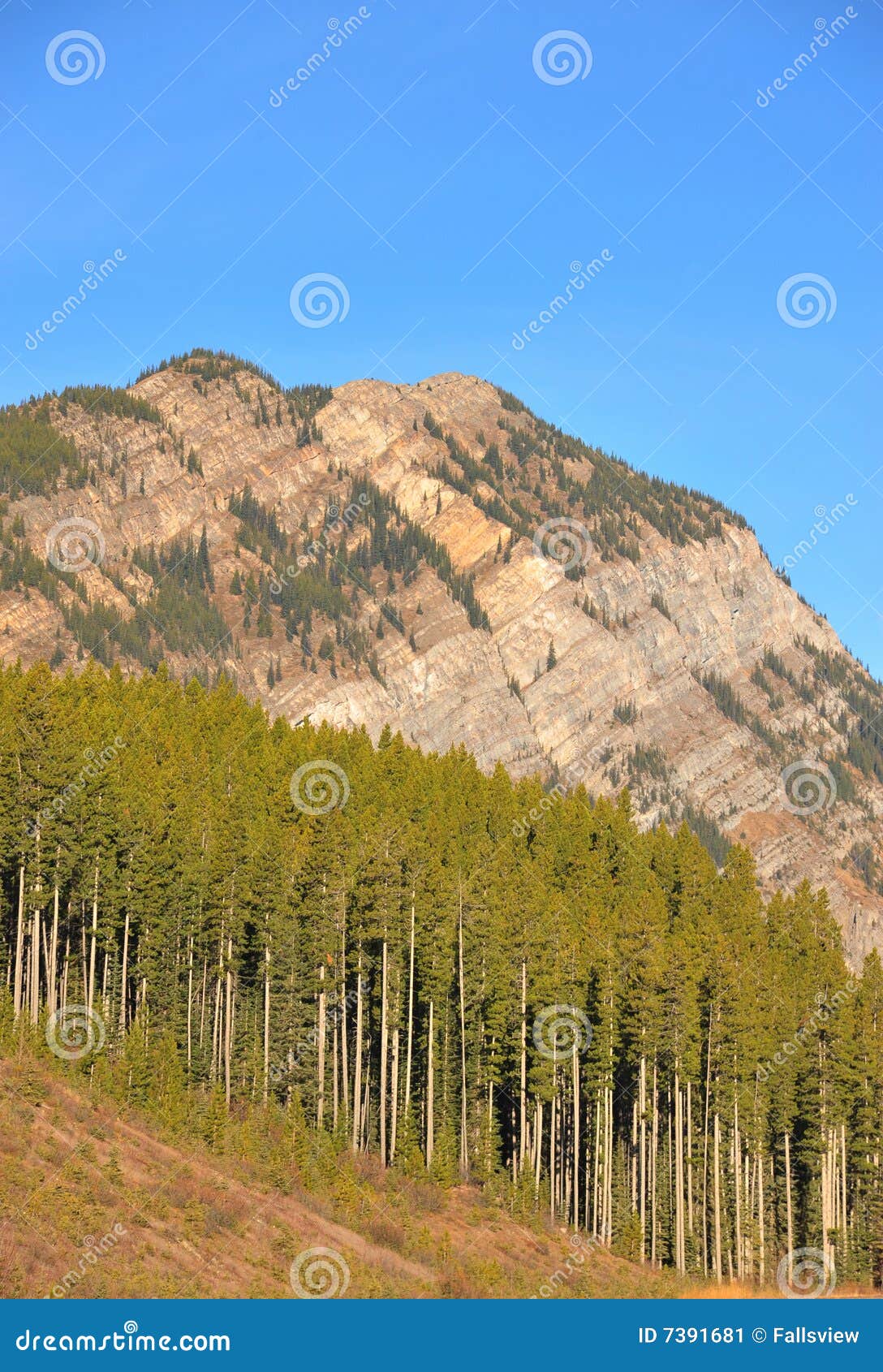 Forest on slope stock image. Image of hill, forest, canada - 7391681