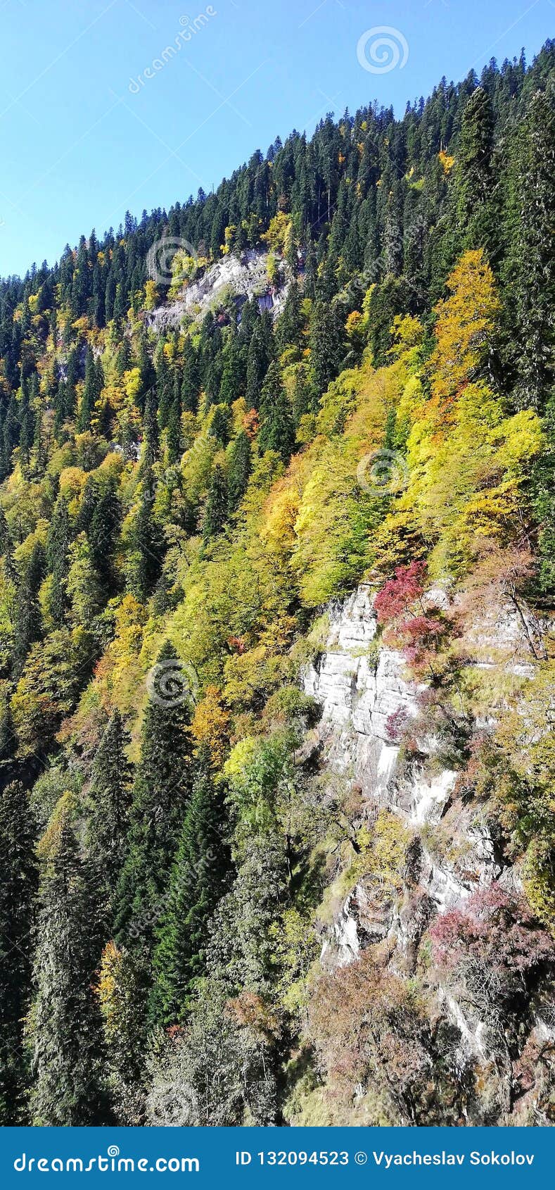 Forest on the slope stock image. Image of trees, forest - 132094523
