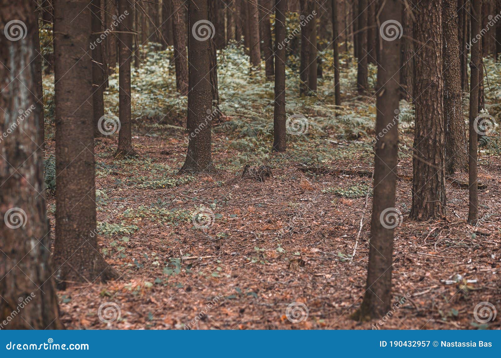 Forest. Slow Life. Naturecore. Plants and Trees Stock Image - Image of ...