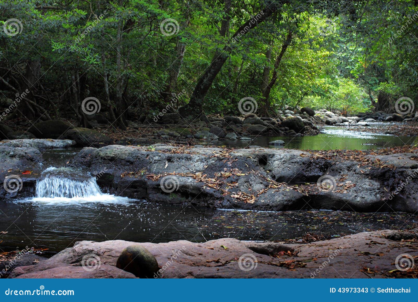 Forest with a Slow Moving Stream Stock Image - Image of moving ...