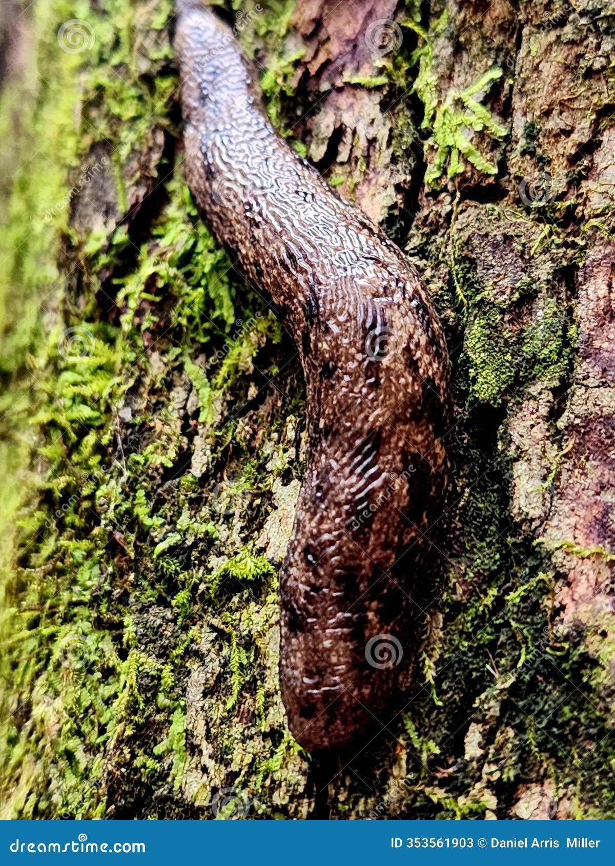 Forest Slug Nature Art Abstract Scenic Moss Stock Image - Image of ...