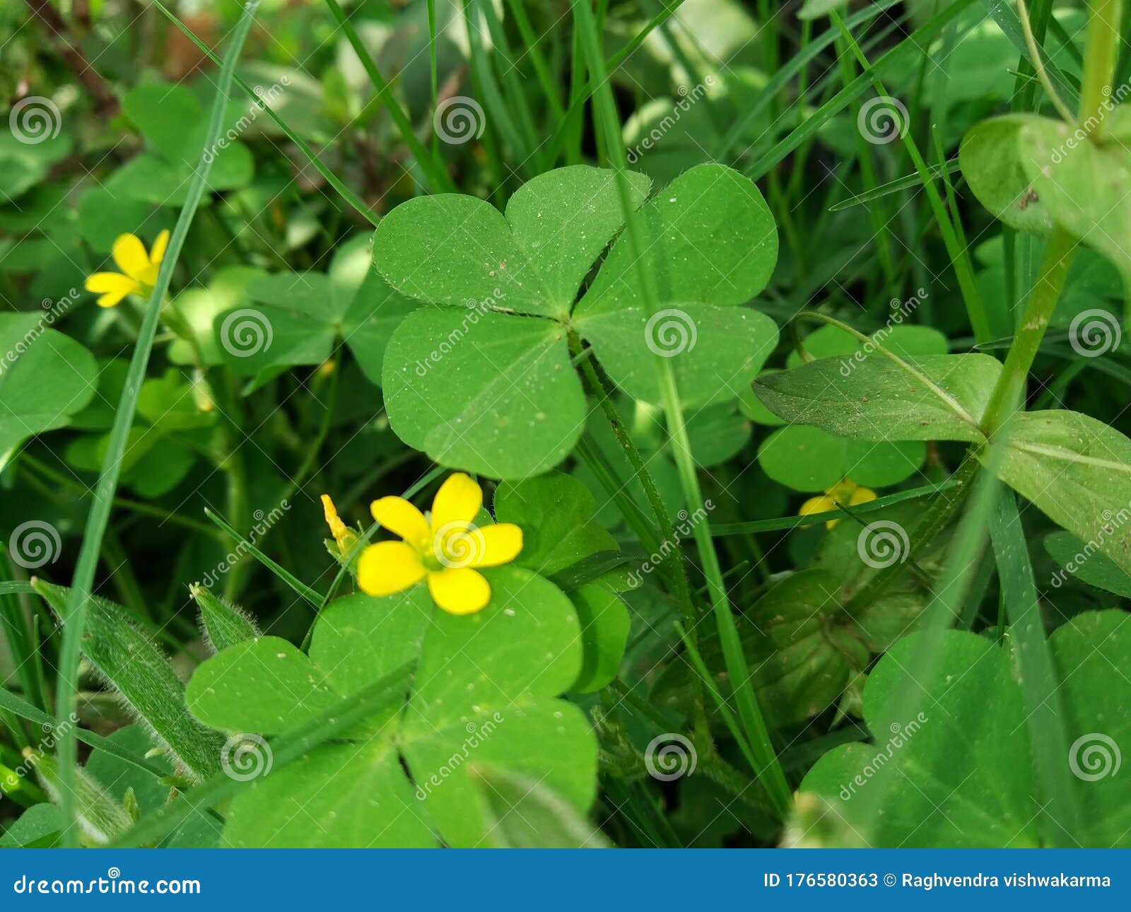 Forest Small Plants and All Forest Grass Stock Image - Image of small ...