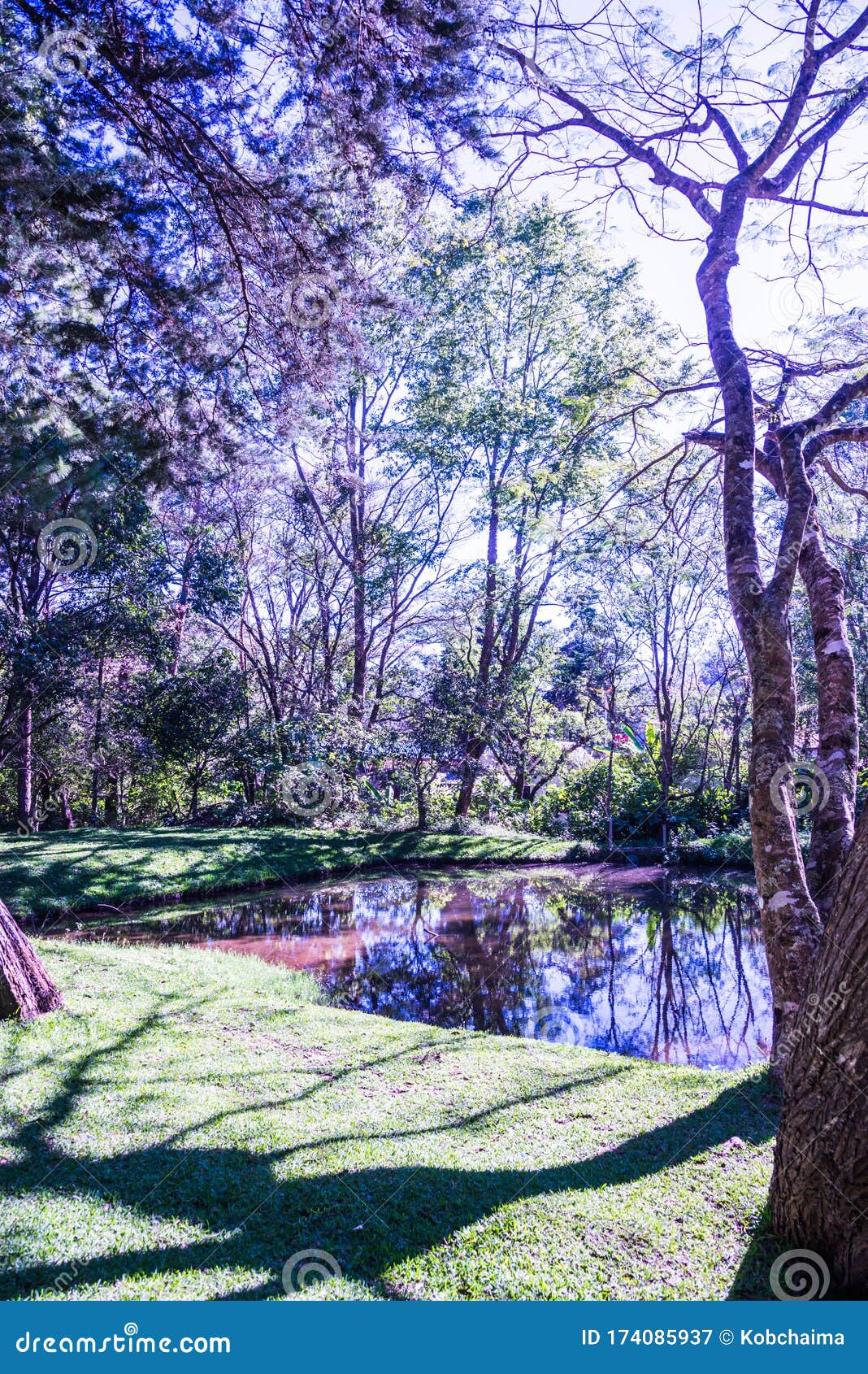 Forest with Small Pond on Mountain Stock Image - Image of view, tree ...