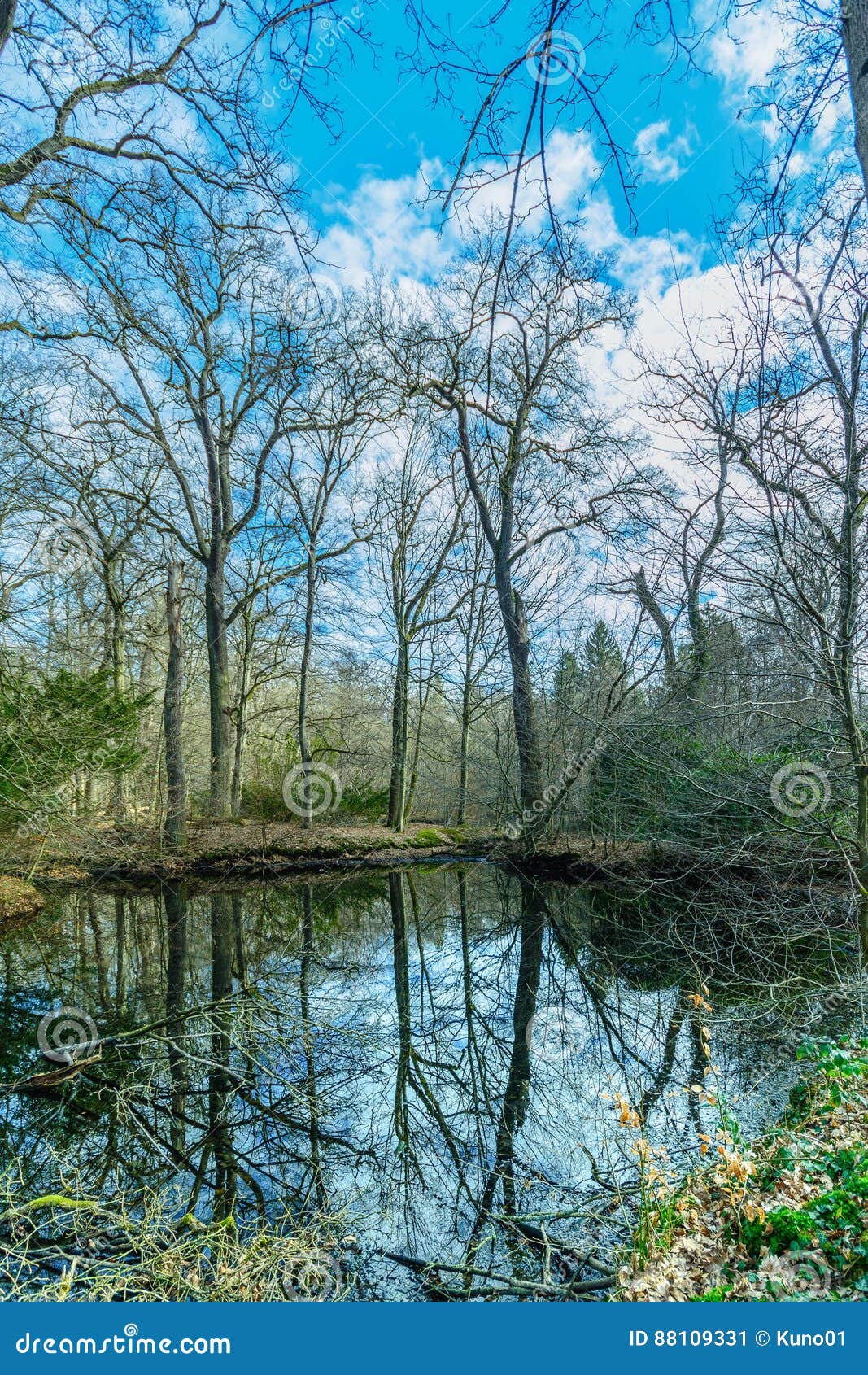 In the Forest - Small Pond and Trees Stock Image - Image of colorful ...
