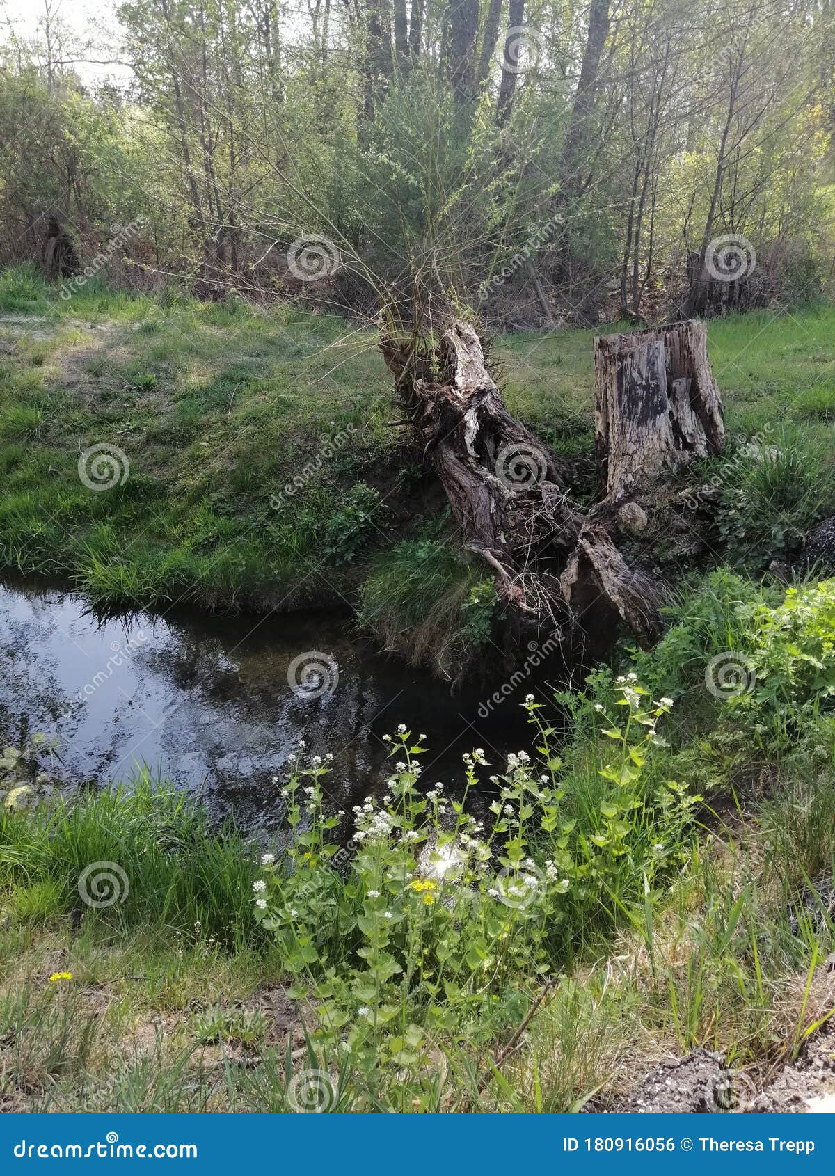 Forest with small river stock photo. Image of plant - 180916056