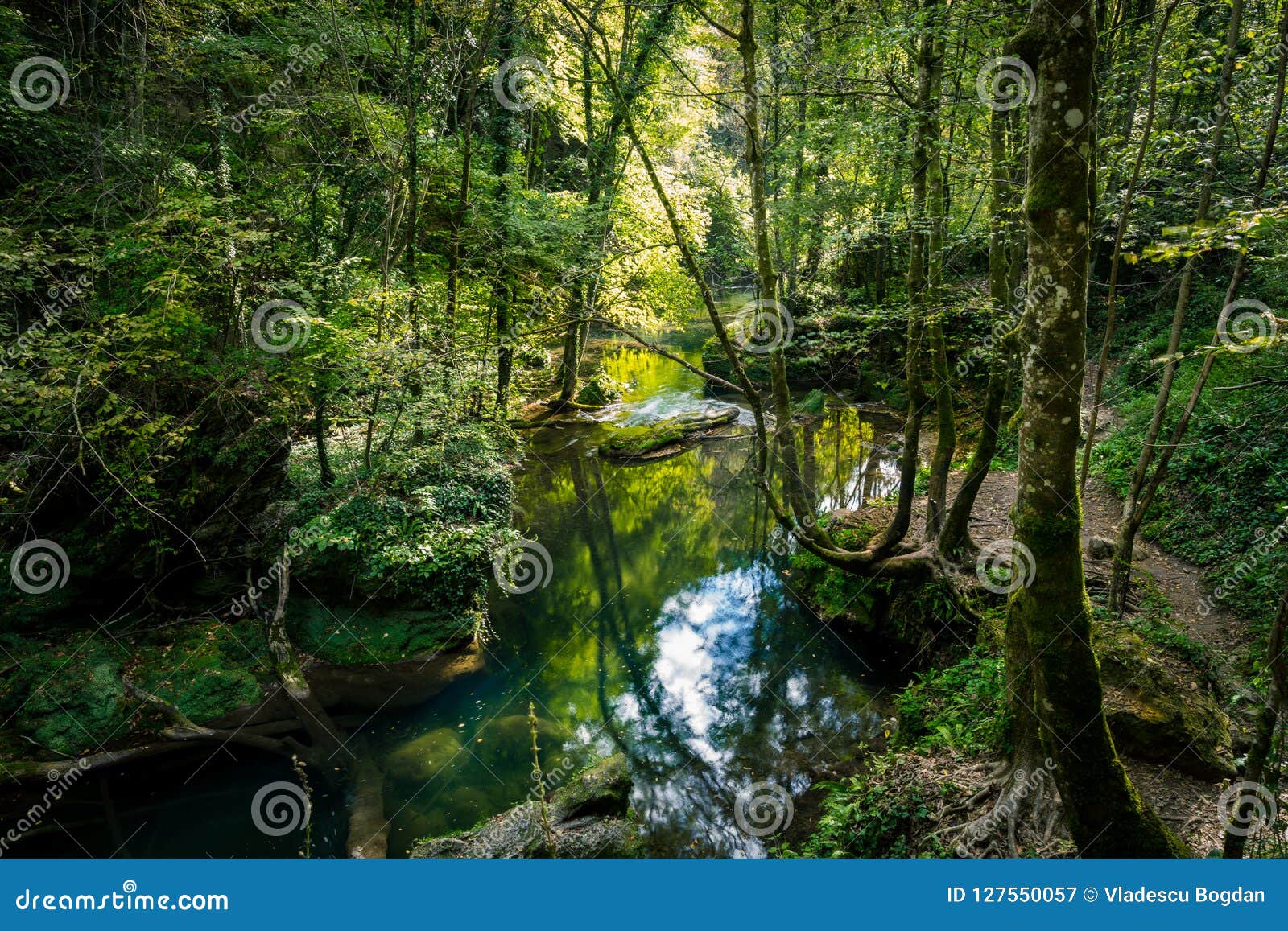 Forest and small river stock image. Image of vegetation - 127550057