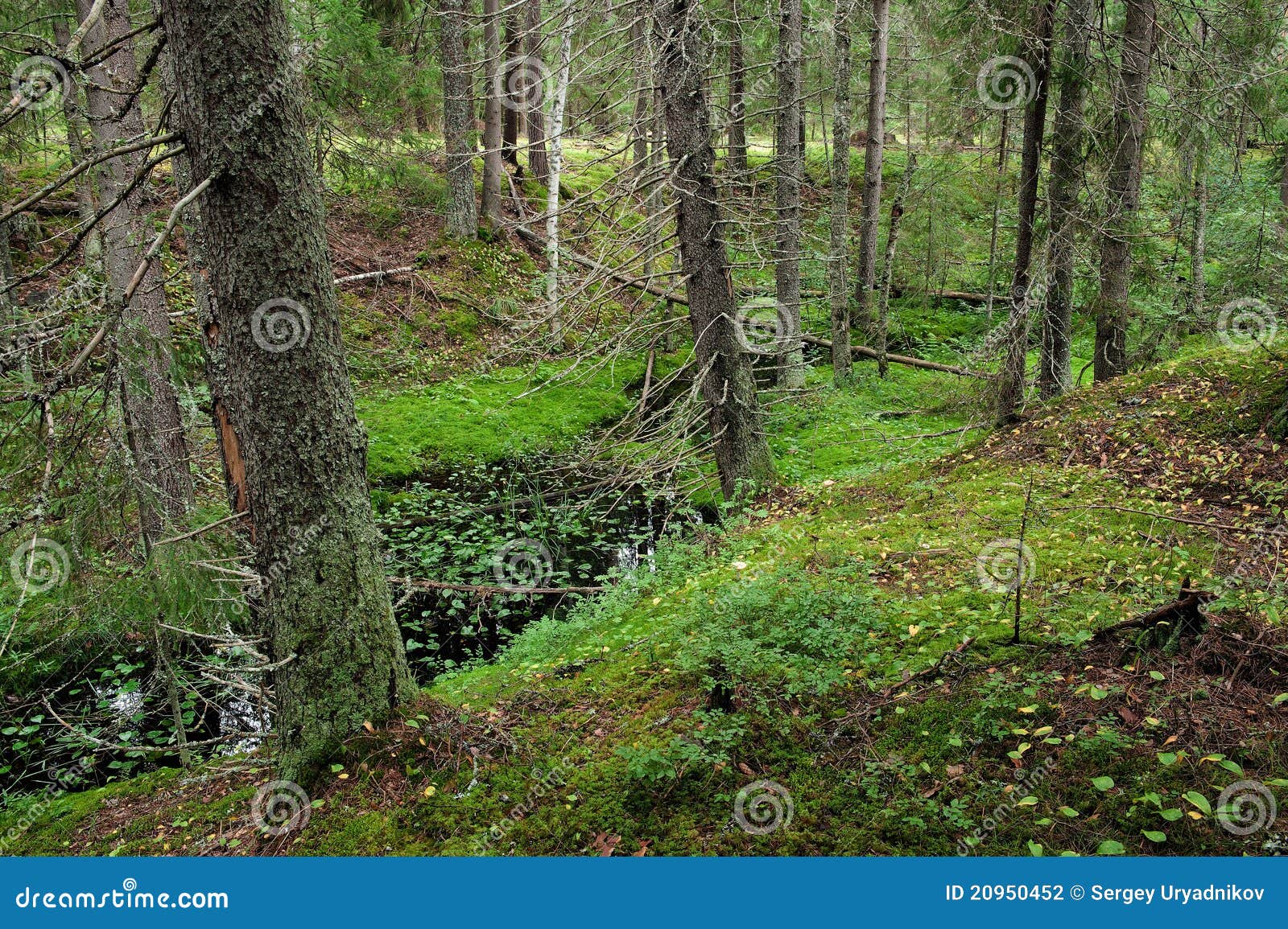 Forest Small River in Fur-tree Forest Stock Photo - Image of branches ...