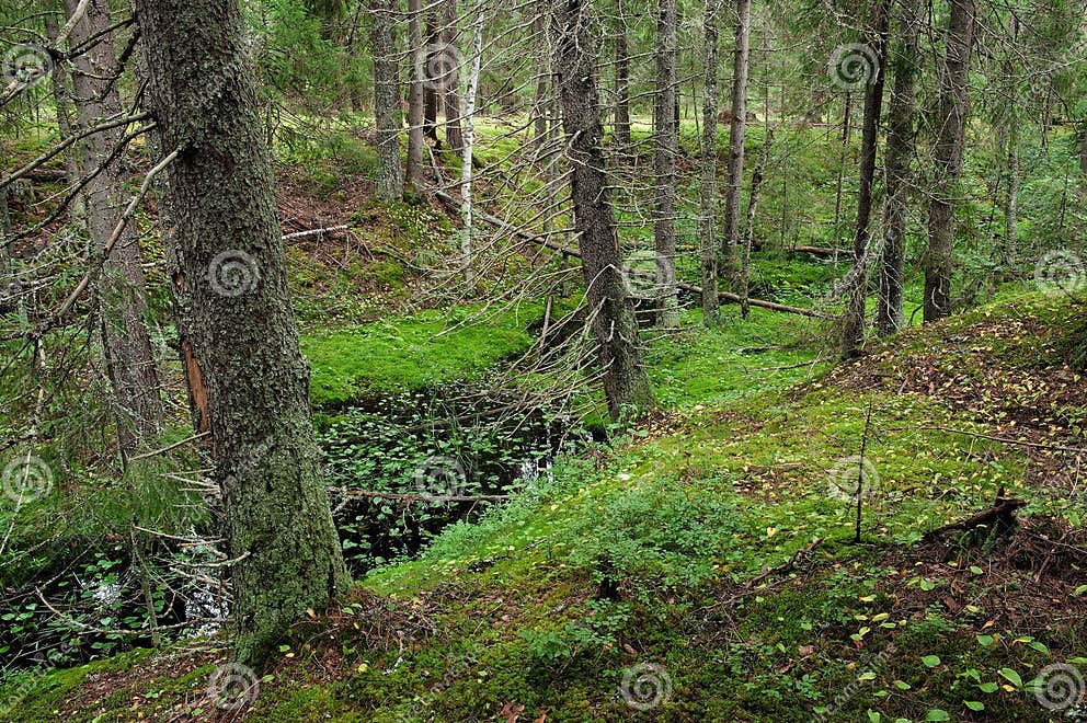 Forest Small River in Fur-tree Forest Stock Photo - Image of branches ...