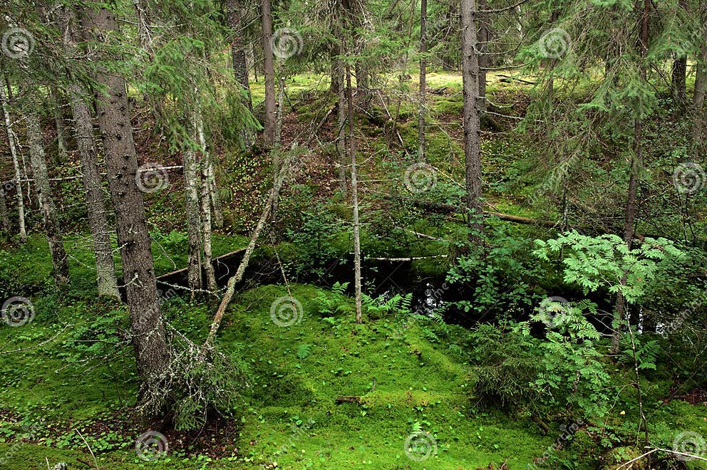 Forest Small River in Fur-tree Forest Stock Photo - Image of horizontal ...