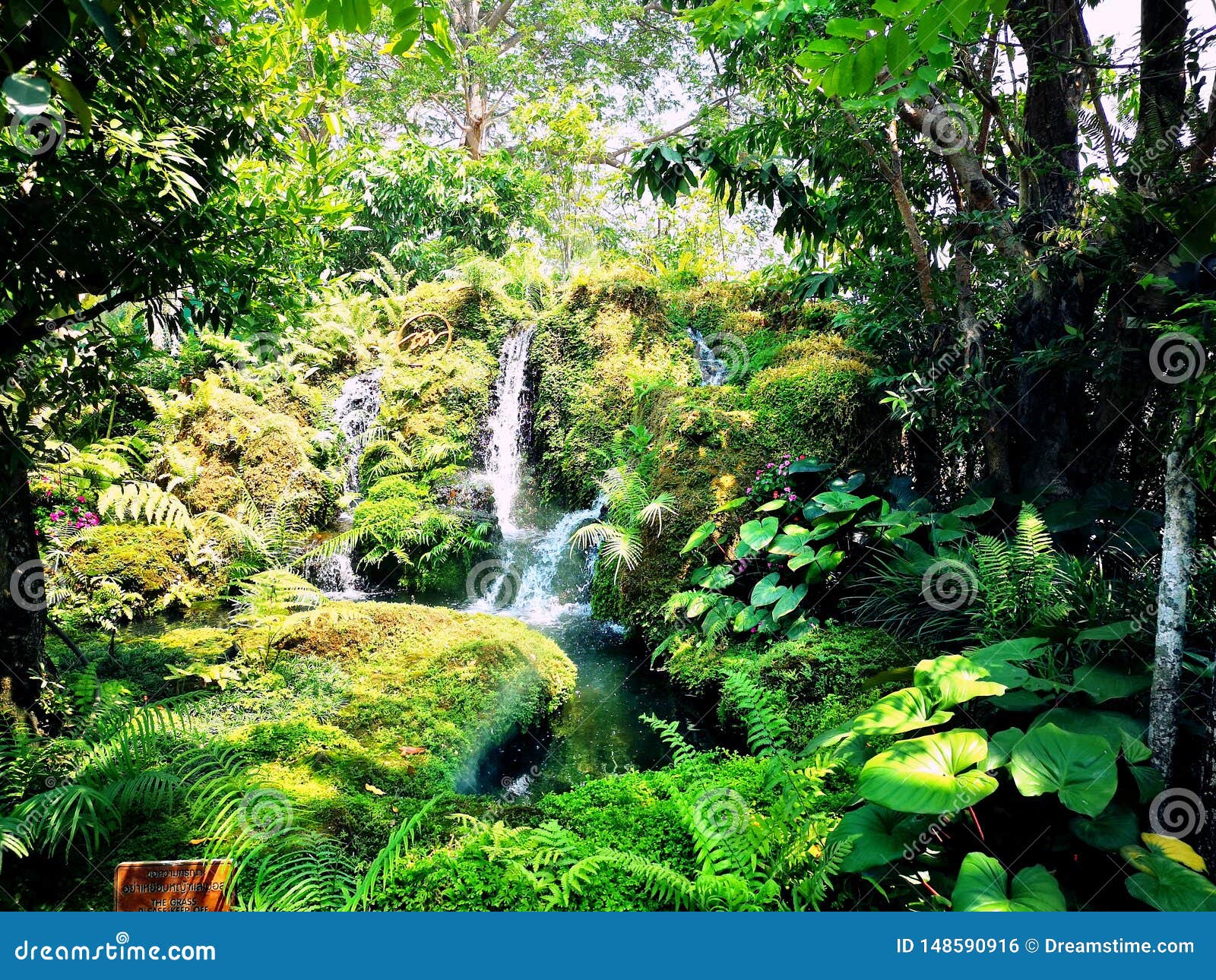 Forest stock photo. Image of view, sdrhdrb, tree, streams - 148590916