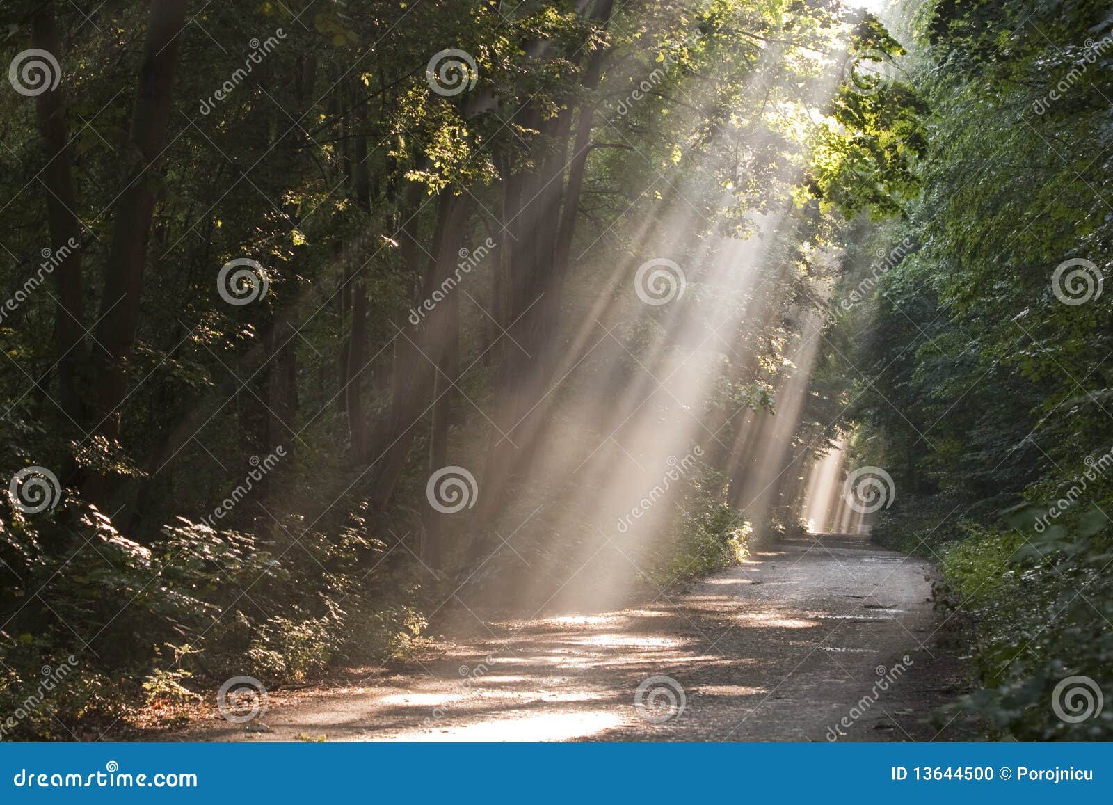 Forest smog stock photo. Image of leaf, morning, bean - 13644500