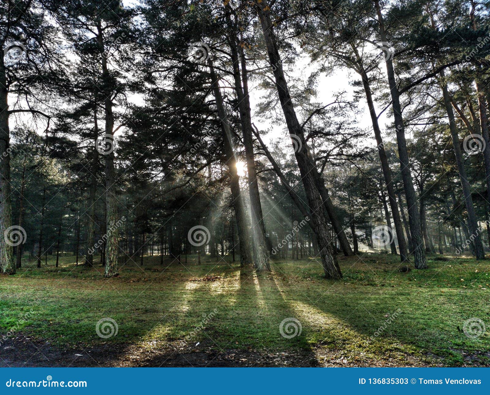 Forest smog in spring editorial stock photo. Image of forest - 136835303