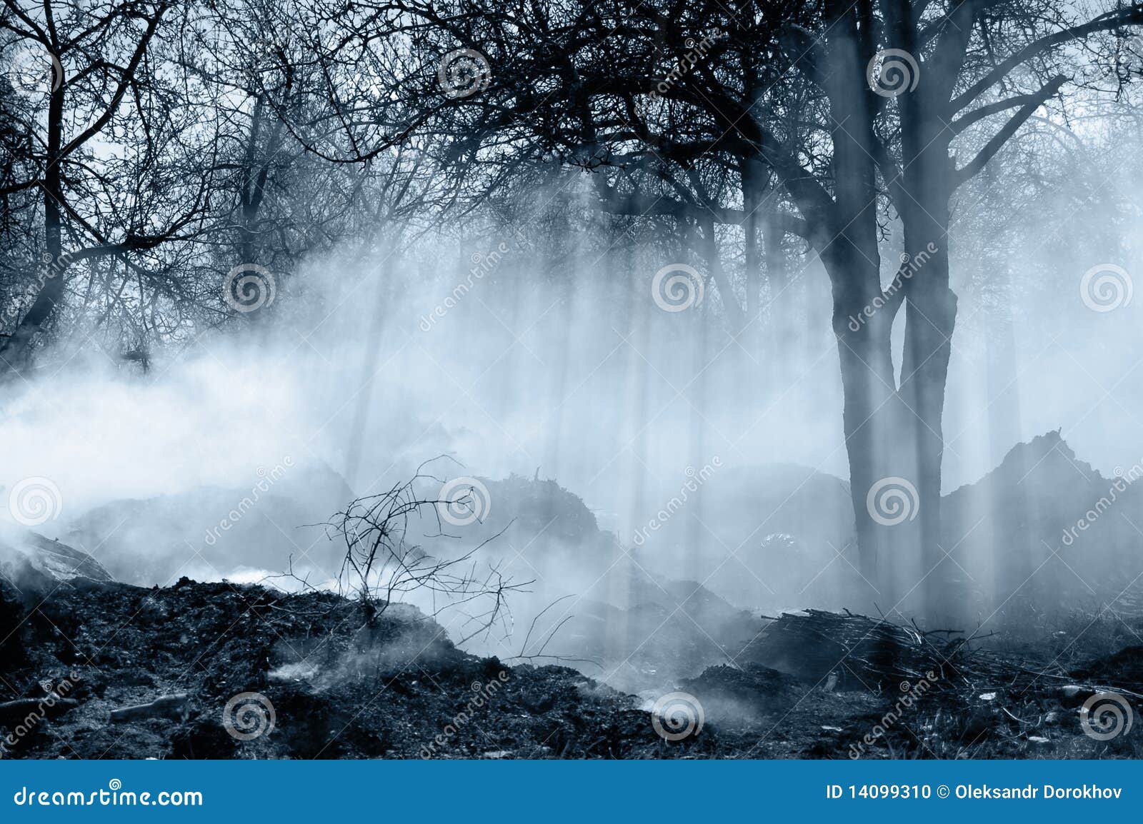 Forest with smoke stock photo. Image of inferno, forest - 14099310