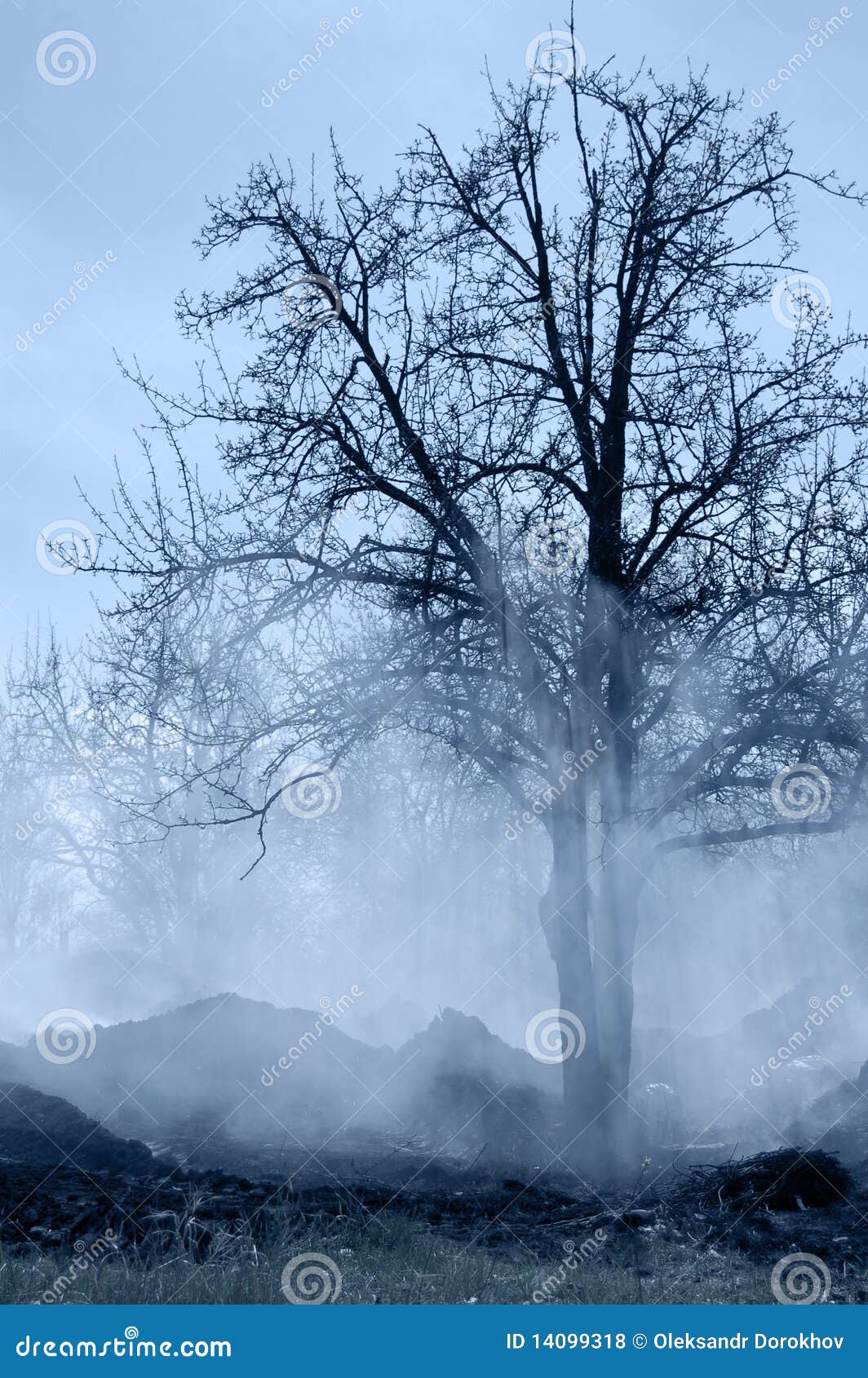 Forest with smoke stock photo. Image of hell, scene, smoke - 14099318