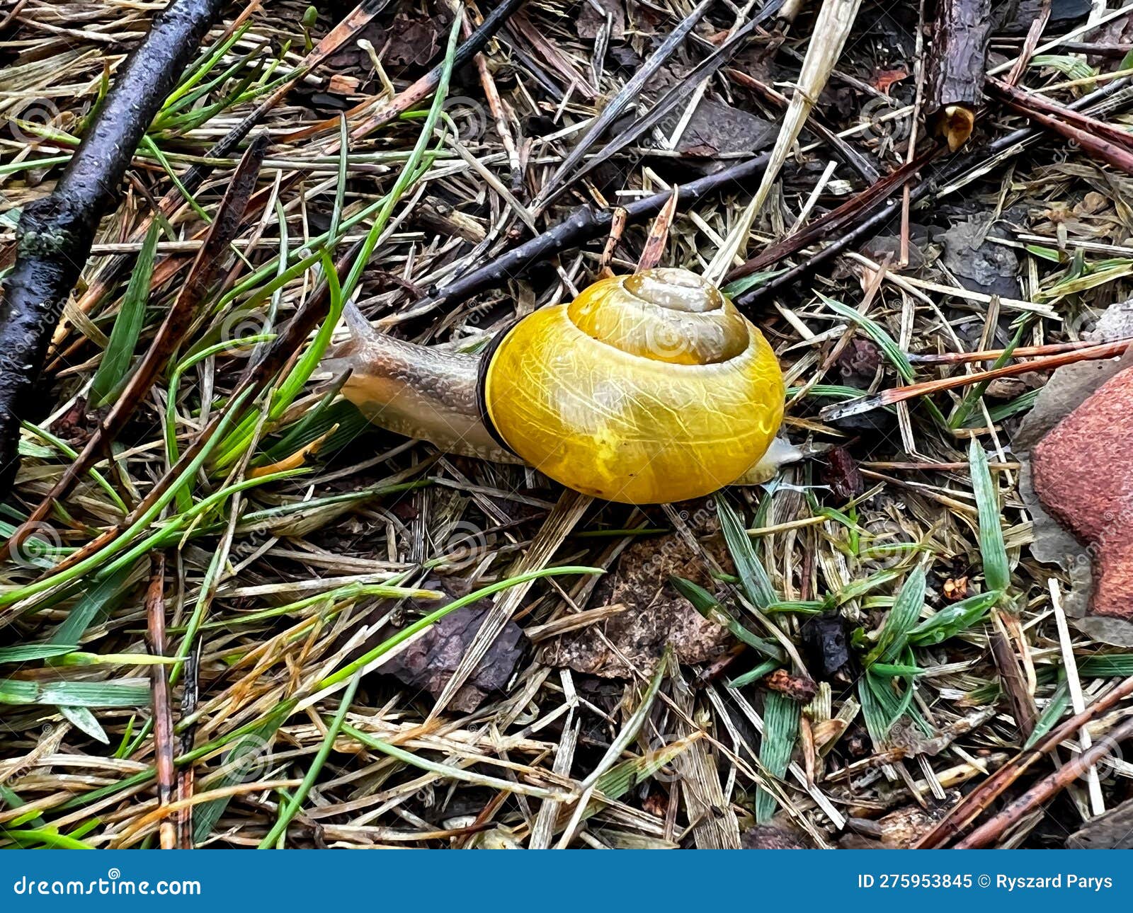 Forest Snail with a Yellow Shell Found in the Forest Stock Image ...