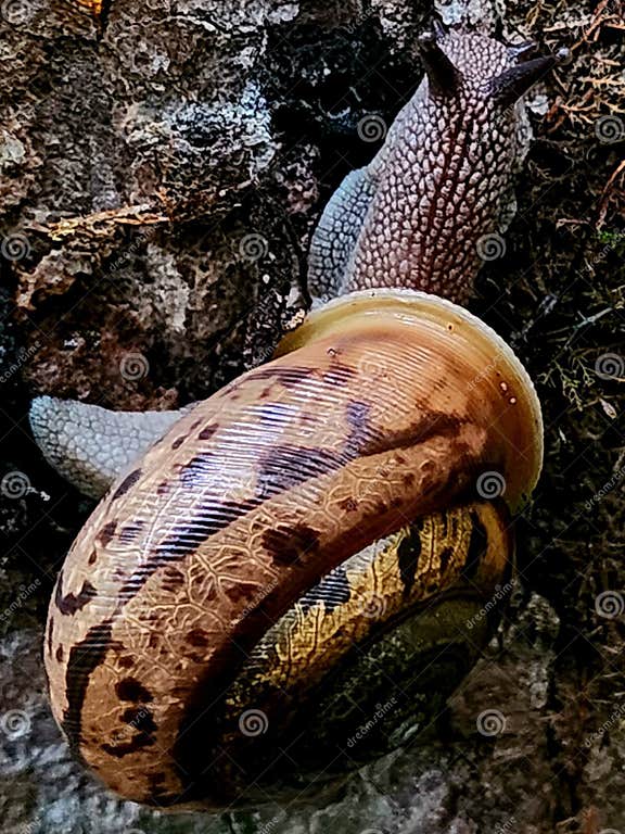 Forest Snails Pace Art Nature Art Stock Image - Image of snails, nature ...