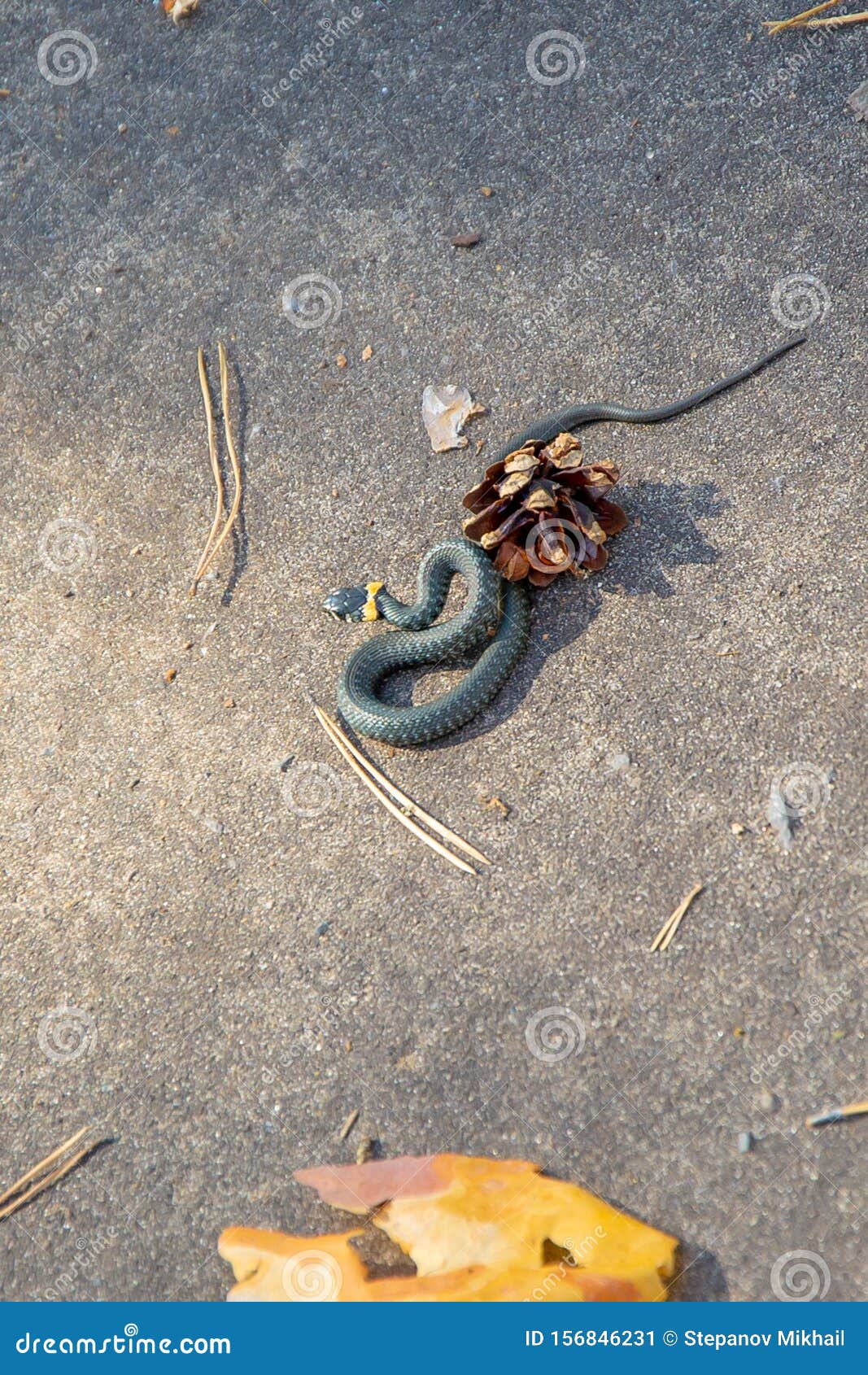The Forest Snake - Curled Up on the Earth Stock Image - Image of fauna ...