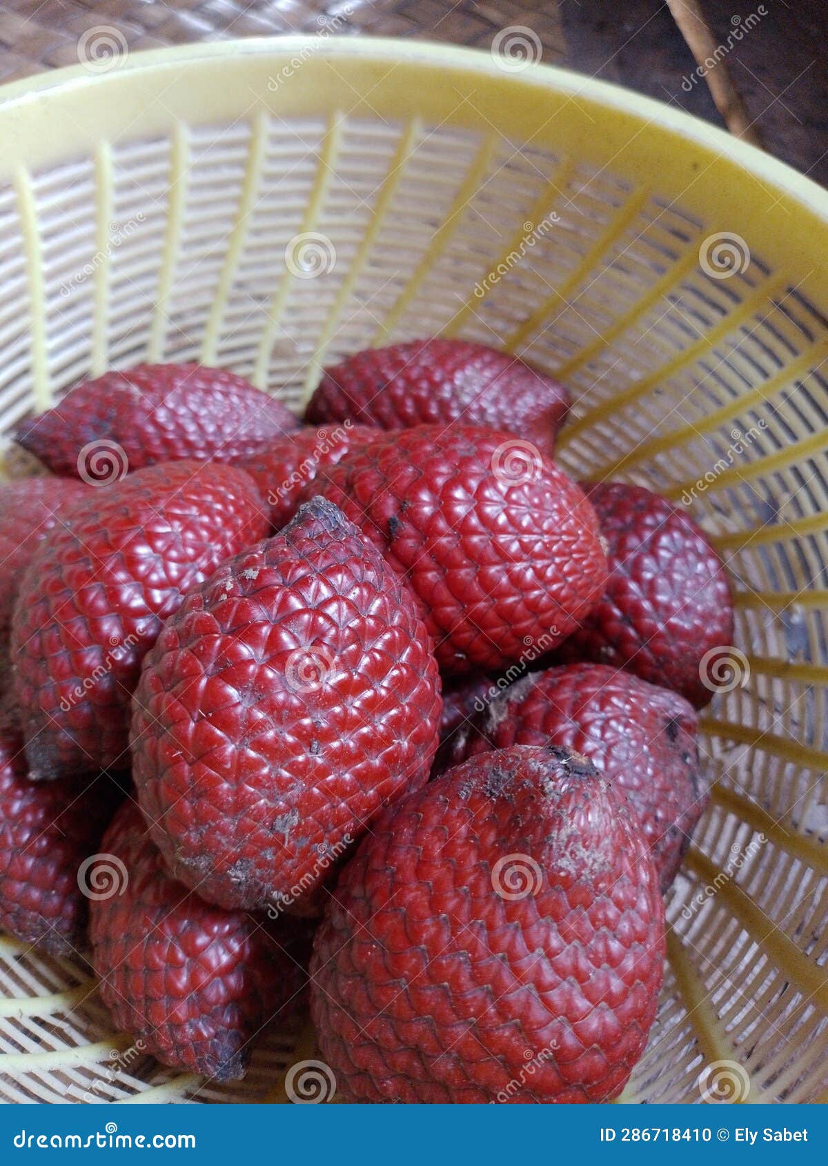 Forest snake fruit stock photo. Image of fruit, buah - 286718410