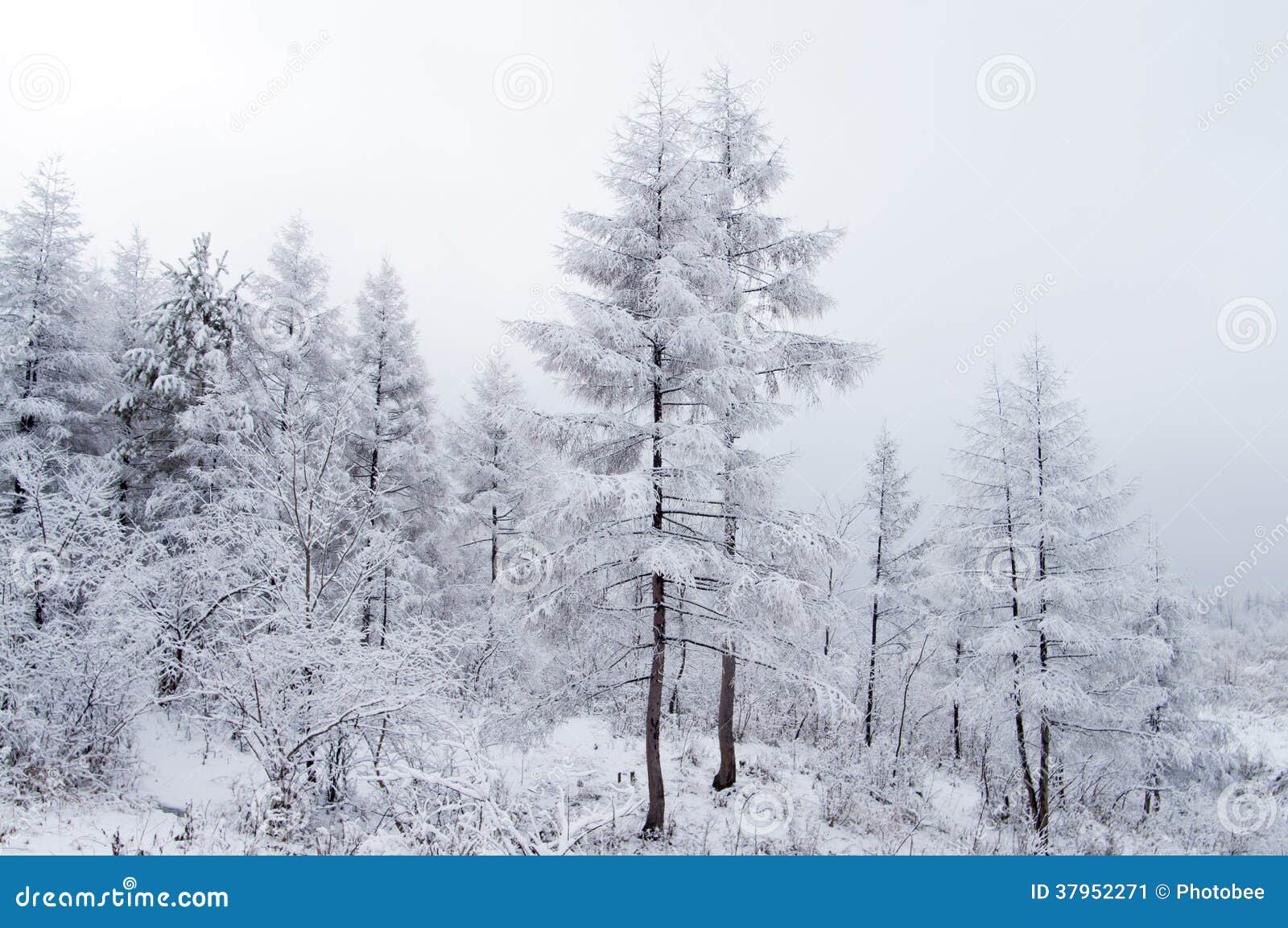 Forest Snow stock image. Image of light, covered, clear - 37952271