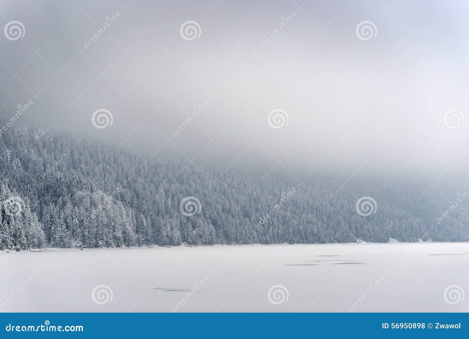 Forest with snow Bavaria stock photo. Image of scenic - 56950898