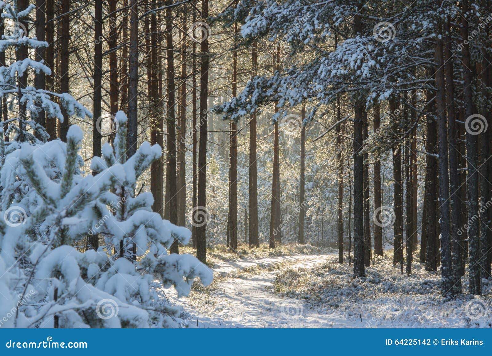 Forest after snow fall stock photo. Image of sunshine - 64225142