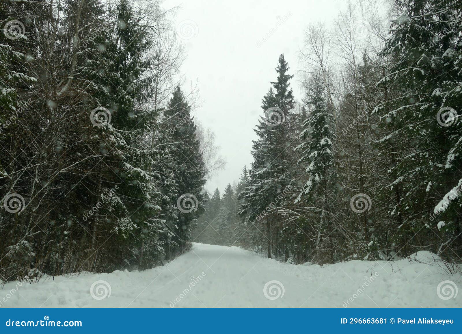 Forest in snow stock image. Image of branch, decorative - 296663681