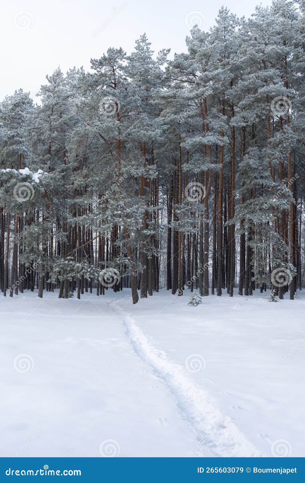 Forest in the Snow. Pine Tree Branches Covered with Snow Stock Image ...
