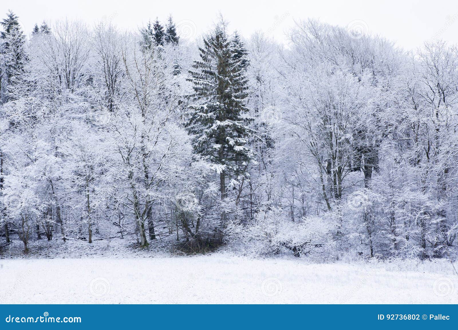Forest with snow stock photo. Image of landscapes, season - 92736802