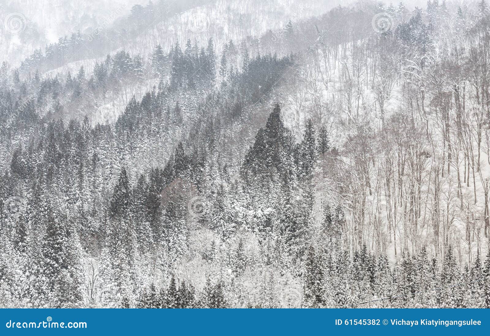 Forest Snowfall stock photo. Image of hoarfrost, outdoor - 61545382
