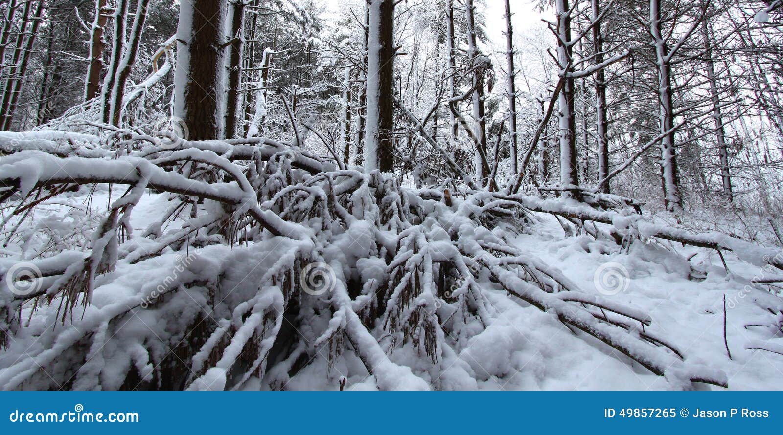 Forest Snowfall Landscape Illinois Stock Image - Image of park ...