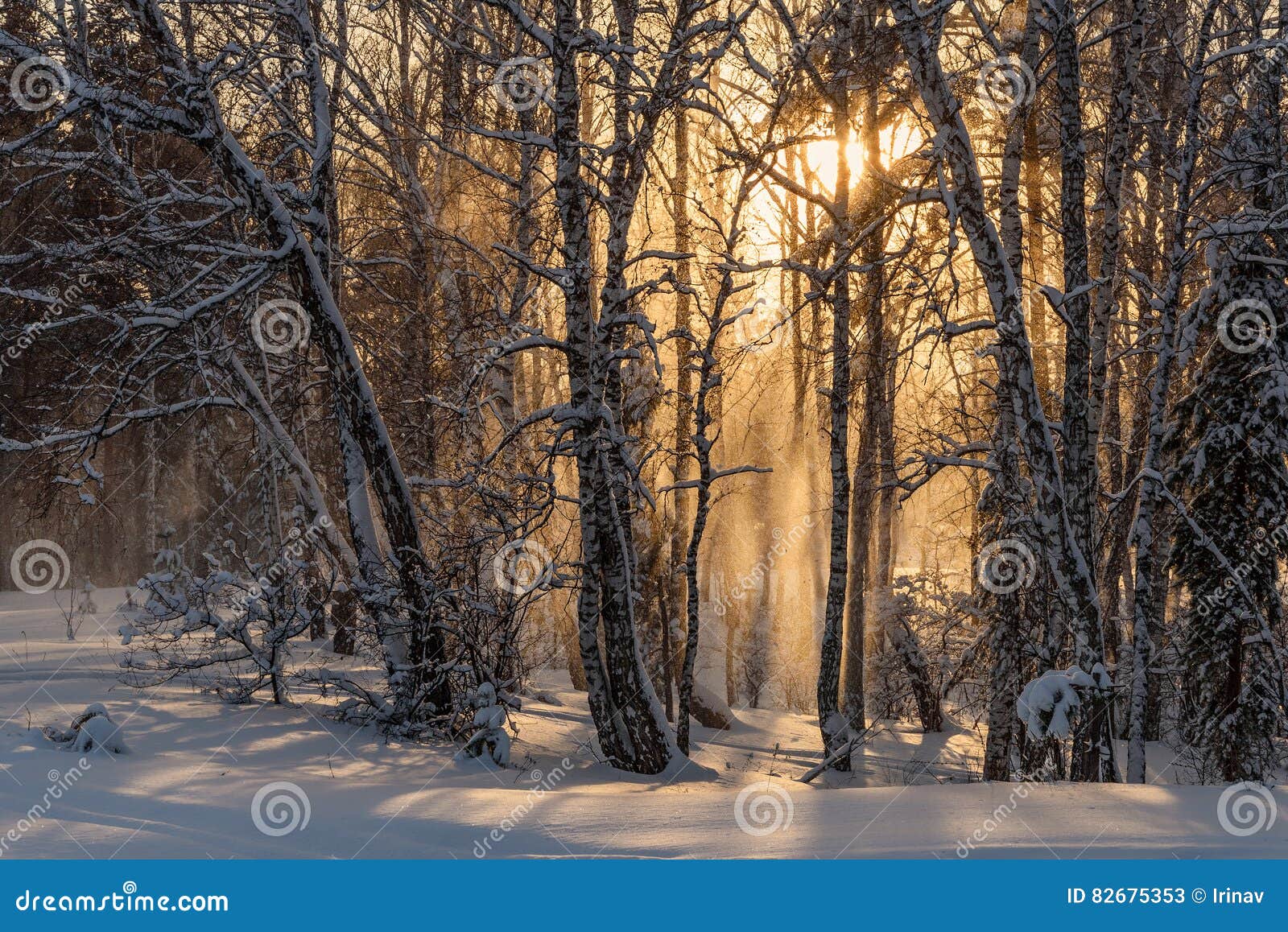Forest Snowfall Sun Sunset Winter Stock Image - Image of branch, season ...