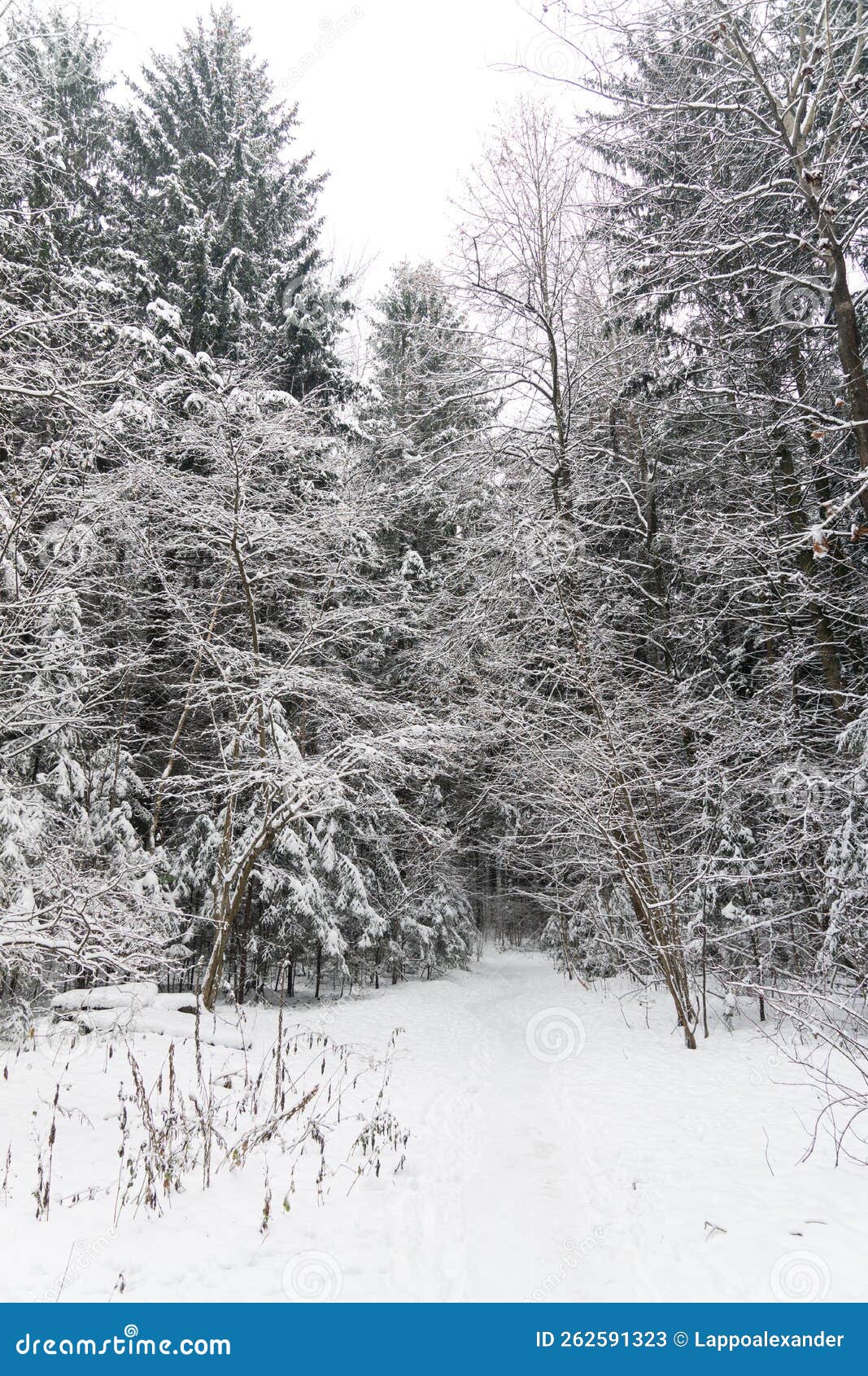 Forest after a snowfall stock image. Image of nature - 262591323