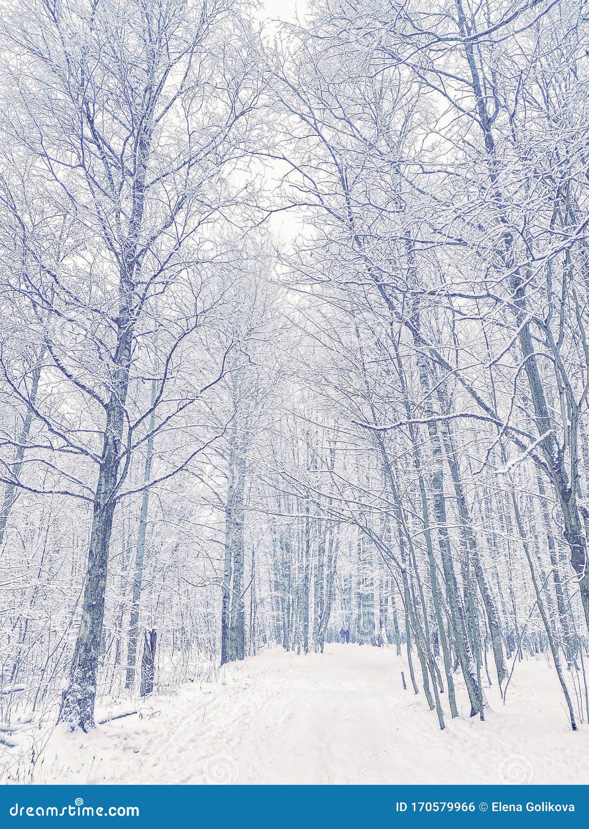 The Forest after a Snowfall Stock Photo - Image of snowy, covered ...