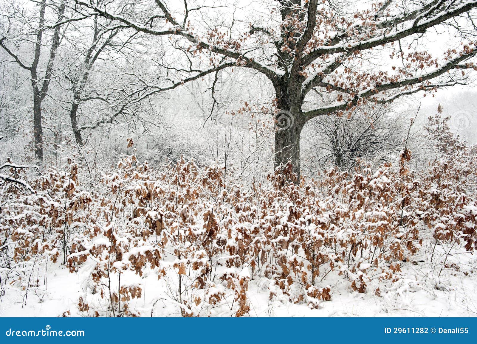 Forest in snowstorm stock photo. Image of storm, environment - 29611282